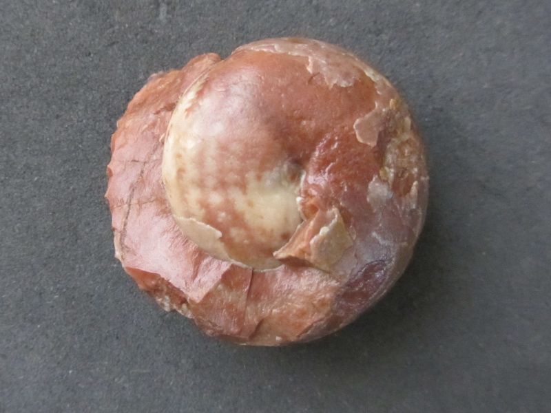 A Lucky Day In The Alpine Trias - Fossil Hunting Trips - The Fossil Forum