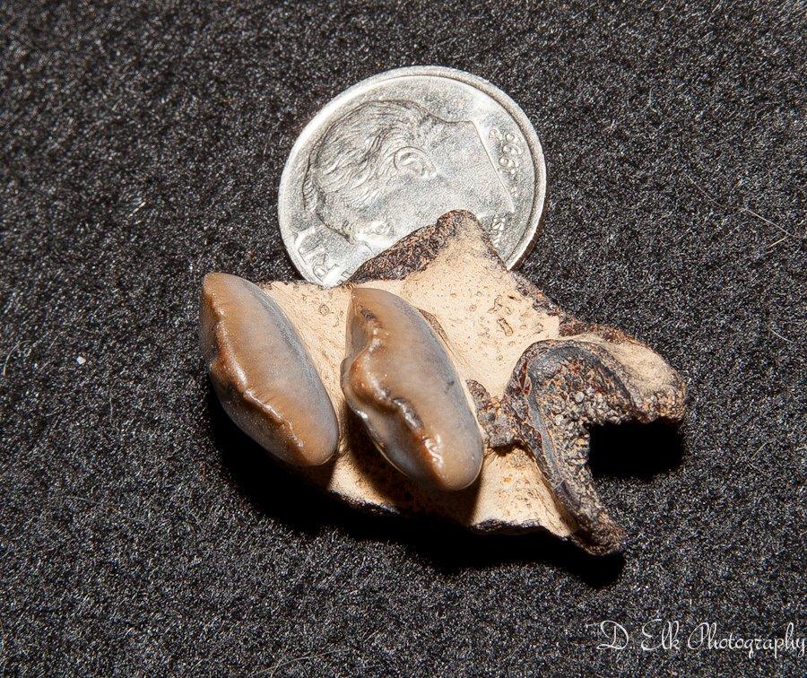 Shark Or Fish Teeth? - Fossil ID - The Fossil Forum