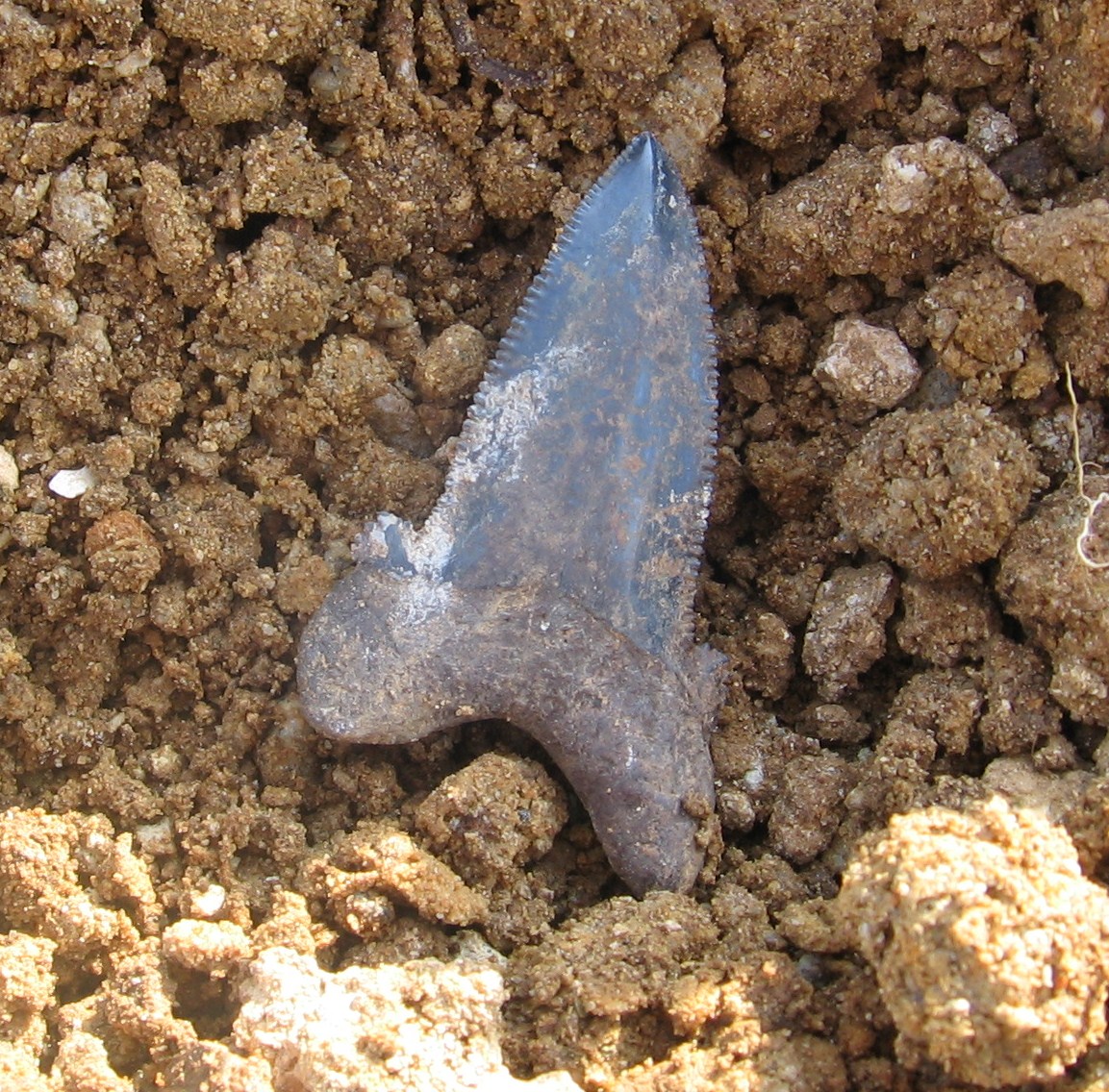 Show Us Your Blue Fossils - Member Collections - The Fossil Forum