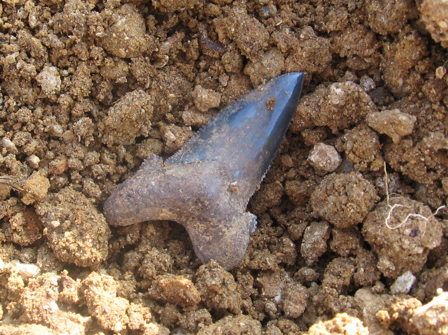 Show Us Your Blue Fossils - Member Collections - The Fossil Forum