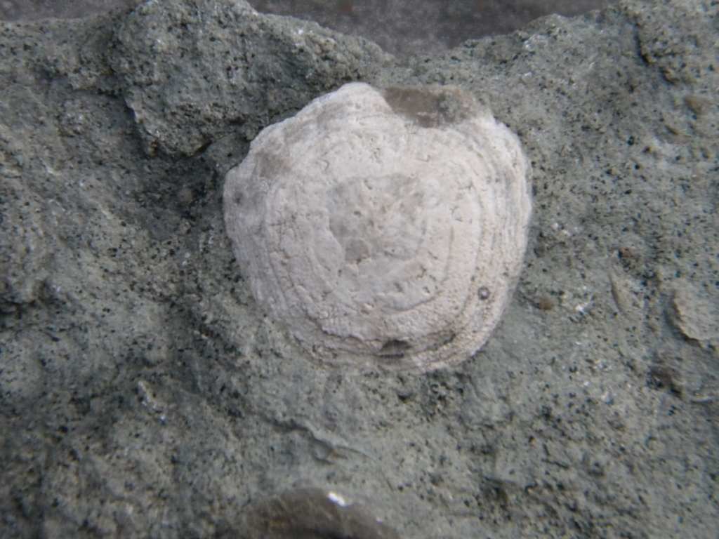 Fossil From The Middle Ordovician Sweden - Fossil ID - The Fossil Forum