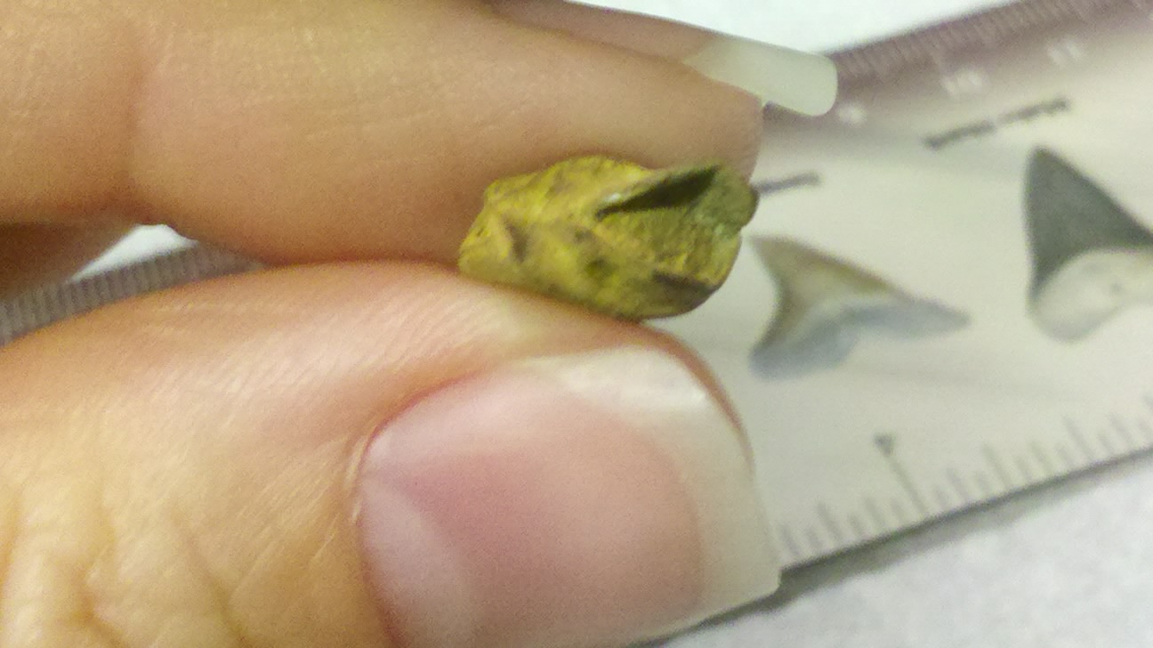 Could This Be A Broken Dolphin's Tooth? - Fossil ID - The Fossil Forum