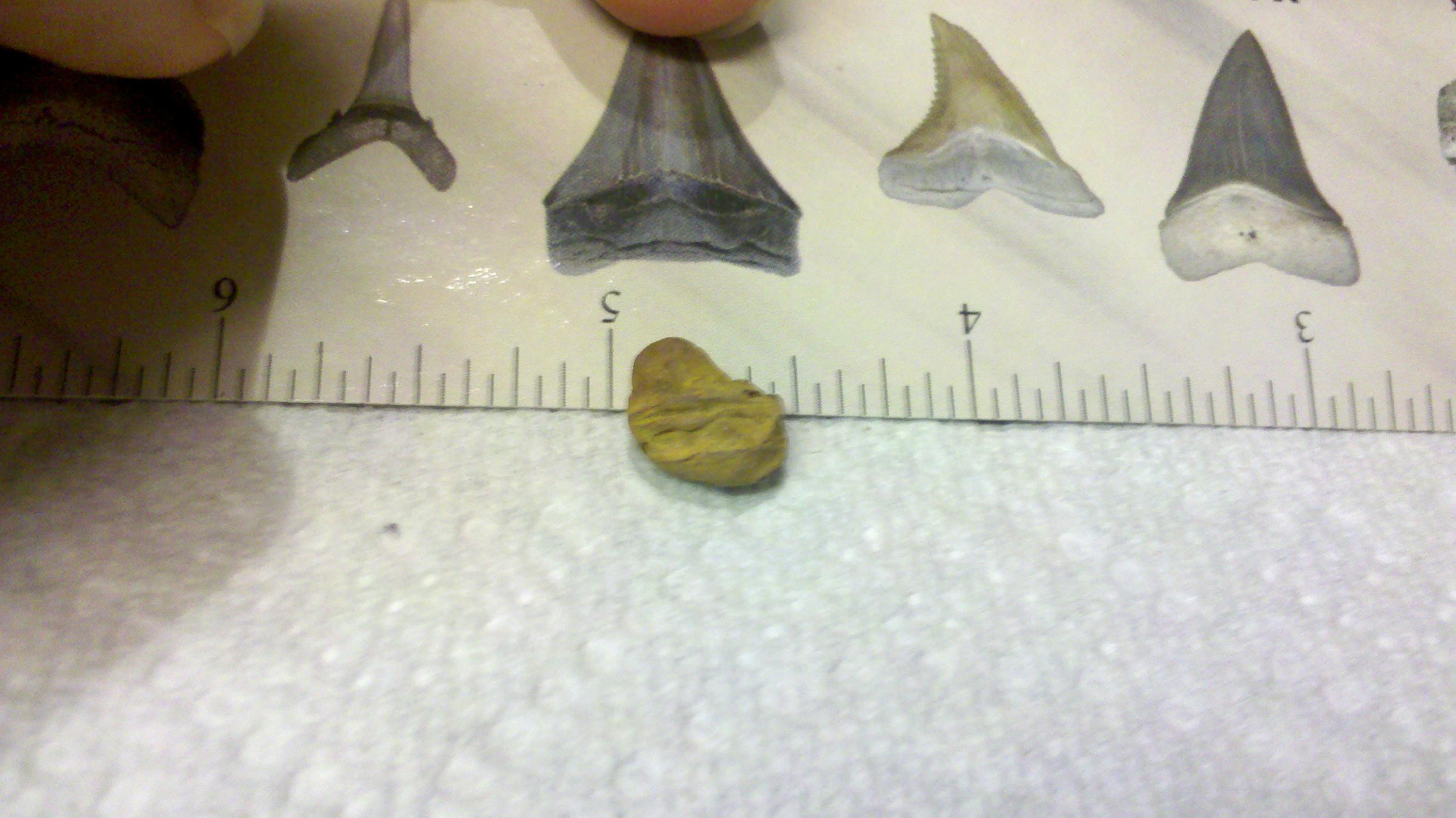 Could This Be A Broken Dolphin's Tooth? - Fossil ID - The Fossil Forum
