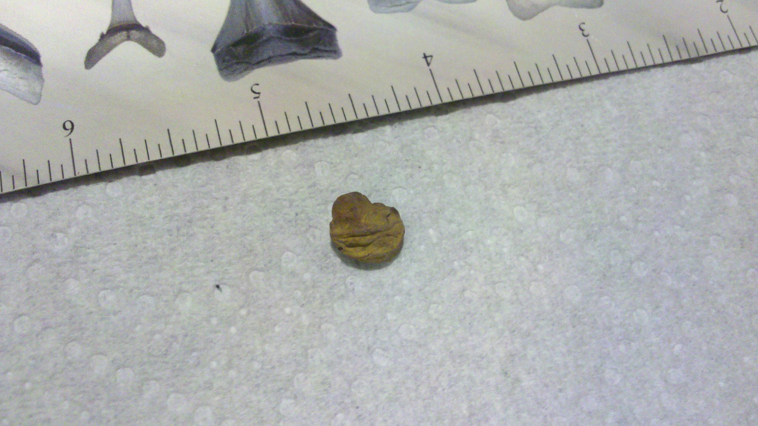 Could This Be A Broken Dolphin's Tooth? - Fossil ID - The Fossil Forum
