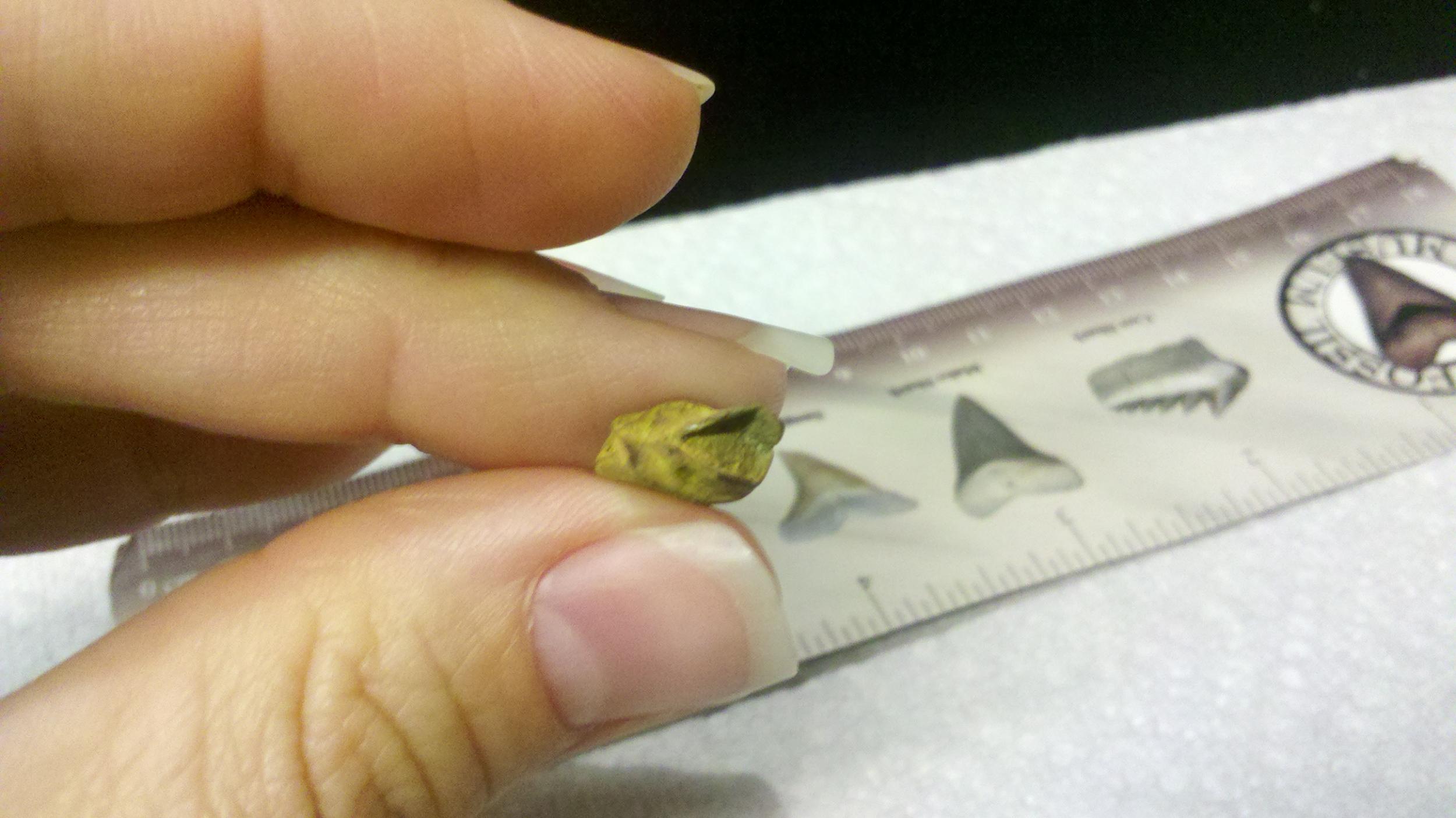 Could This Be A Broken Dolphin's Tooth? - Fossil ID - The Fossil Forum