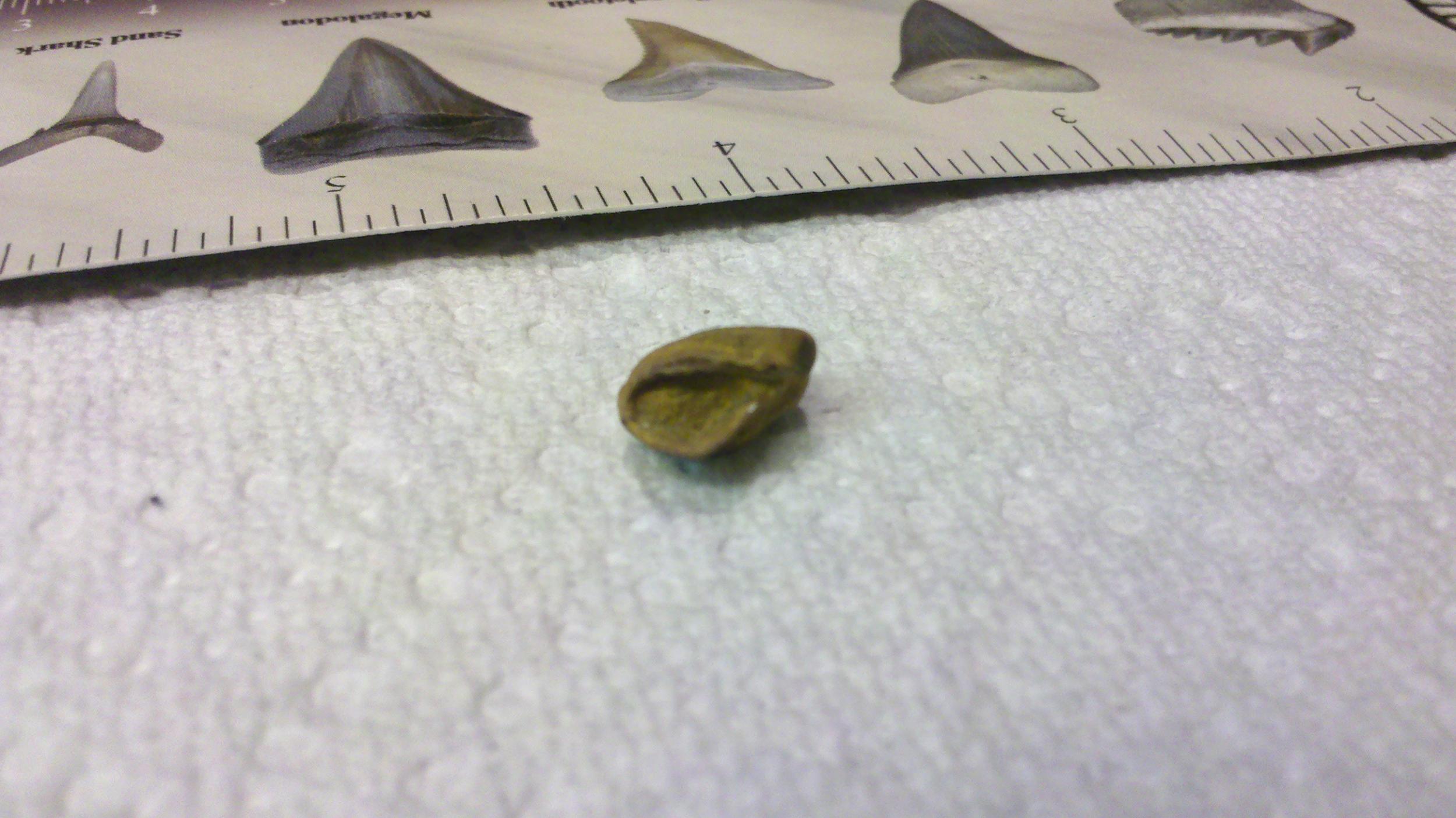 Could This Be A Broken Dolphin's Tooth? - Fossil ID - The Fossil Forum