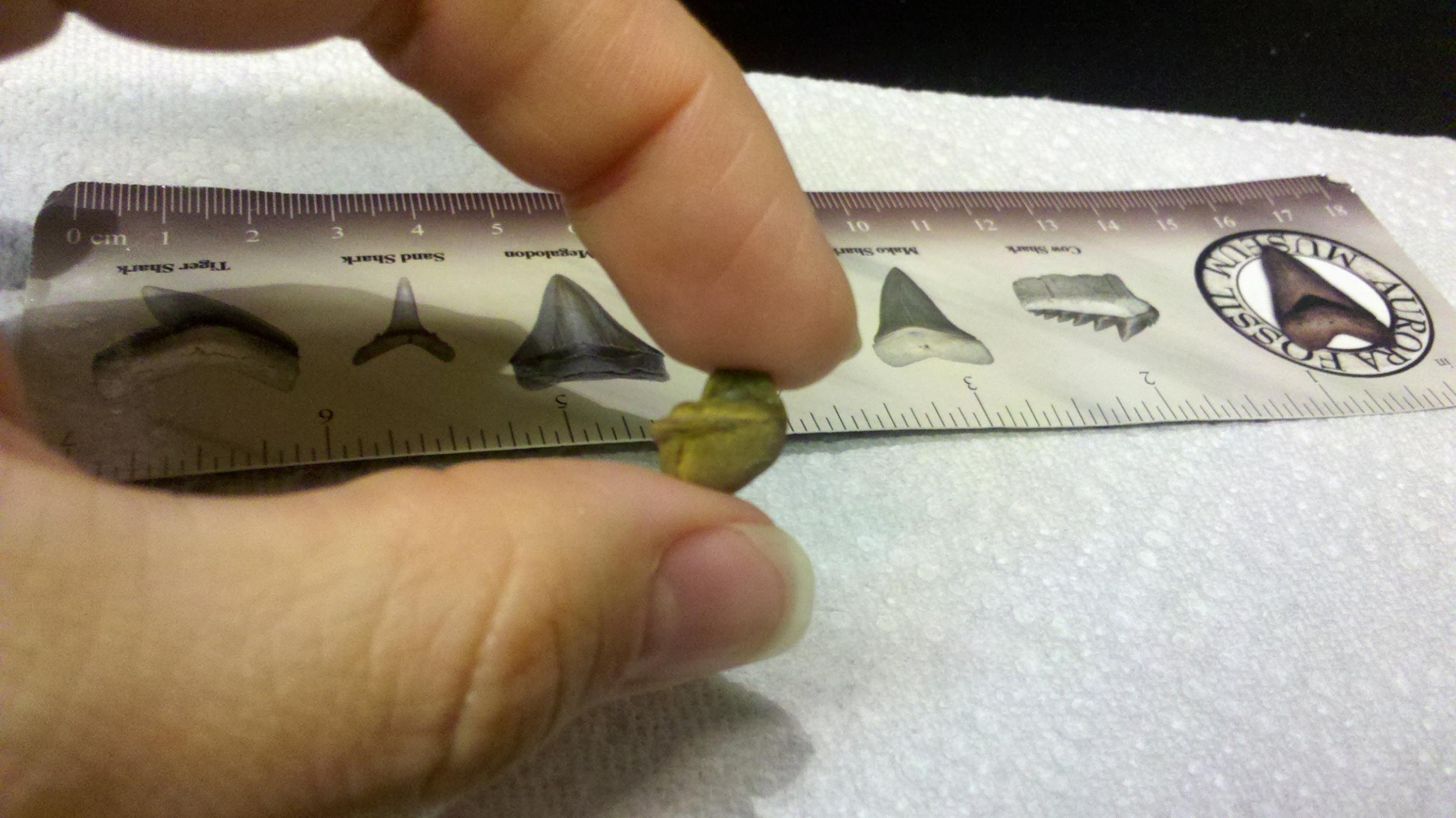 Could This Be A Broken Dolphin's Tooth? - Fossil ID - The Fossil Forum