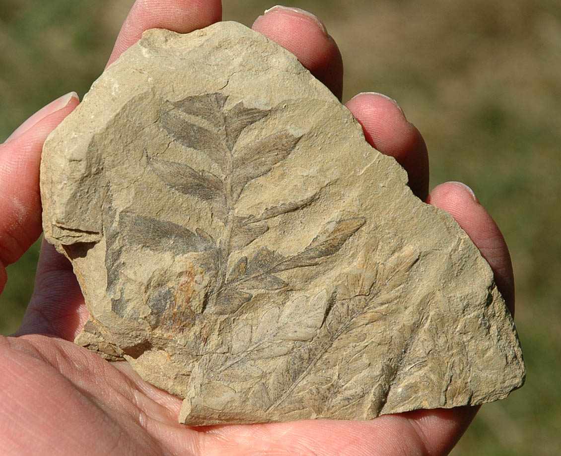Pennsylvanian Ferns From Missouri & Kansas - Page 3 - Fossil ID - The ...