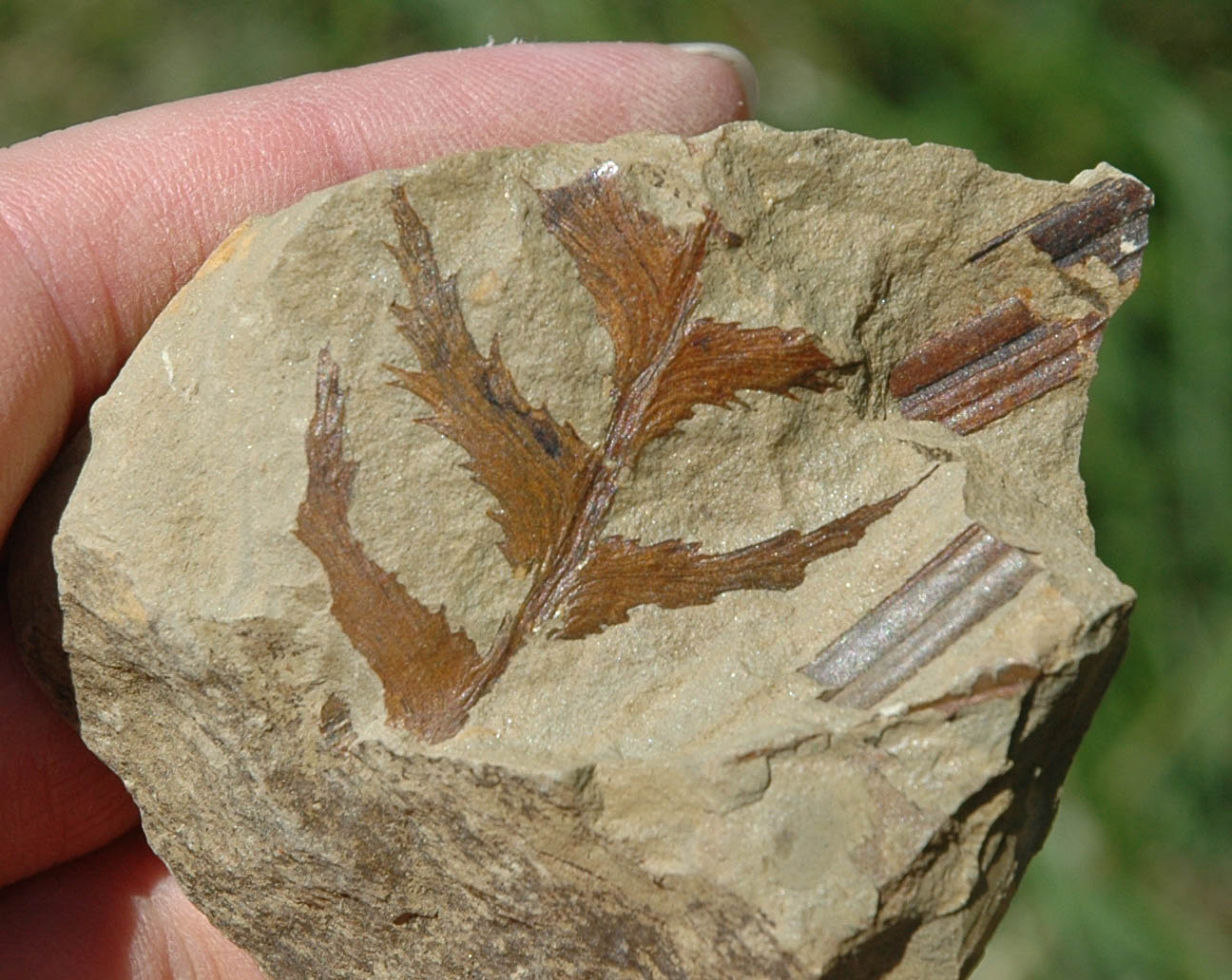 Pennsylvanian Ferns From Missouri & Kansas - Page 3 - Fossil ID - The ...