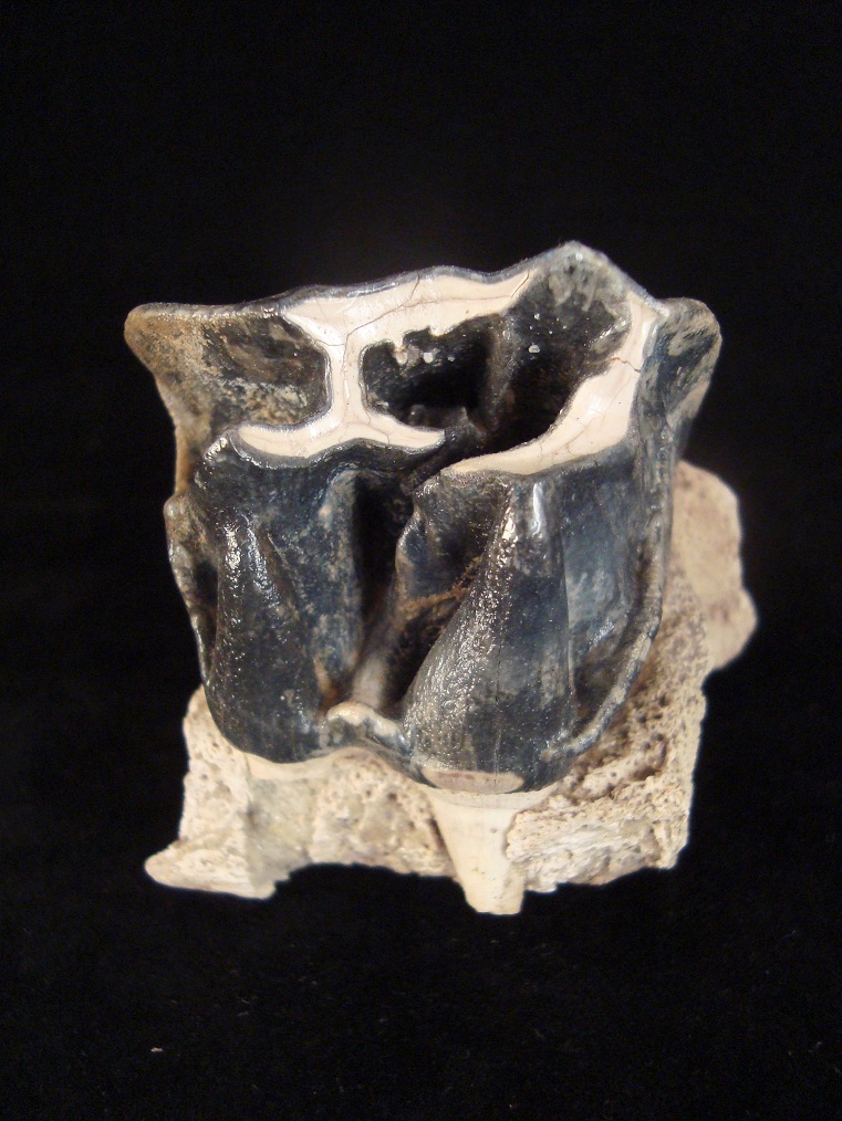 Show Us Your Blue Fossils - Member Collections - The Fossil Forum