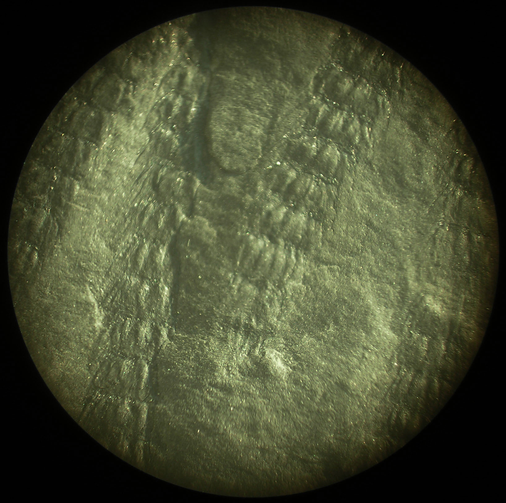 Ferns - Fossil Hunting Trips - The Fossil Forum
