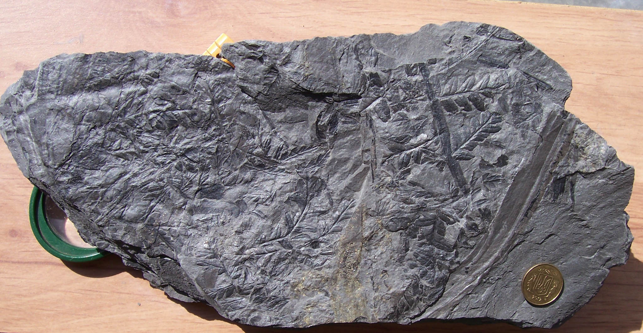 Calamostachys Cones And Other Plants - Fossil Hunting Trips - The ...