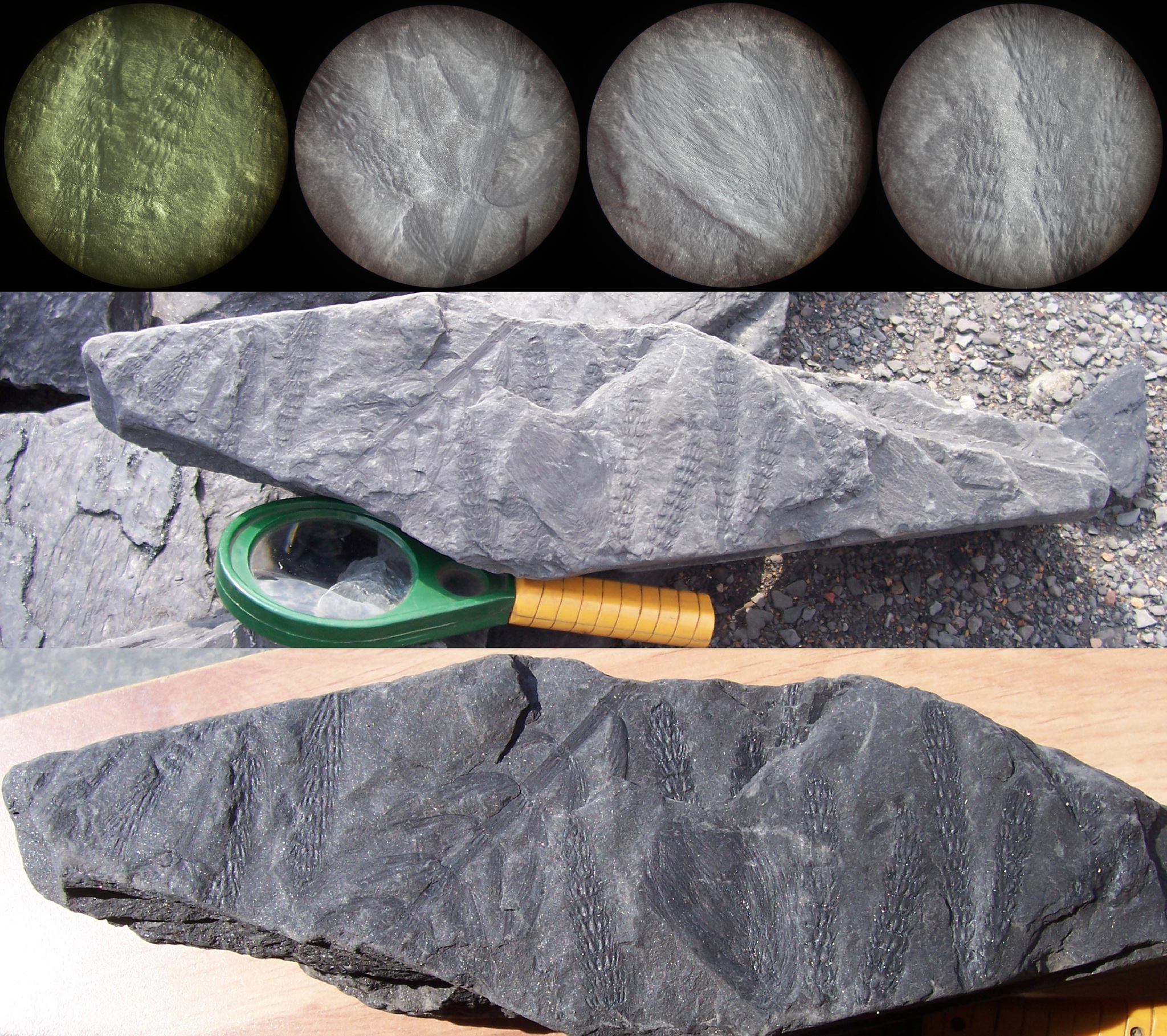 Ferns - Fossil Hunting Trips - The Fossil Forum