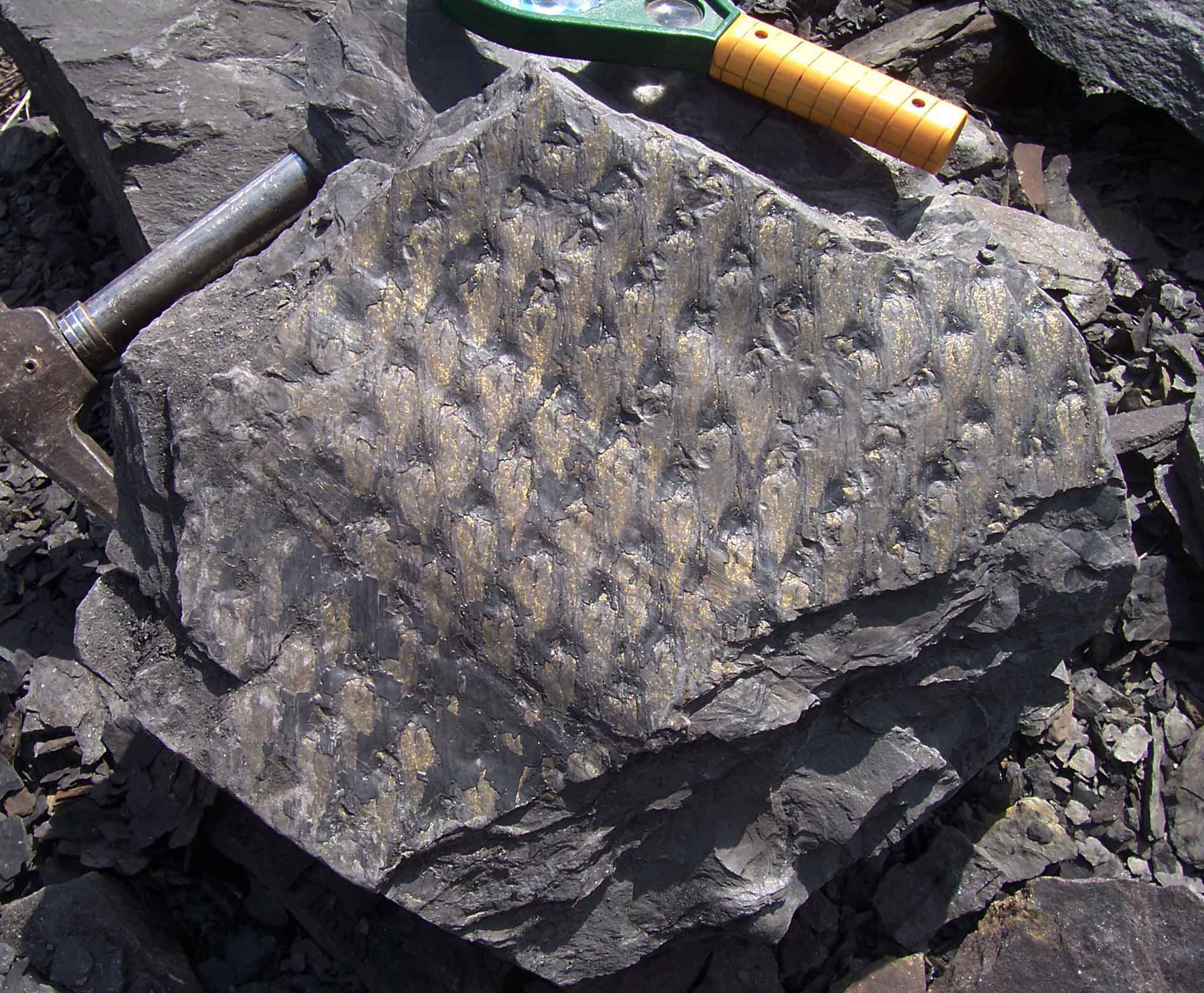 Calamostachys Cones And Other Plants - Fossil Hunting Trips - The ...