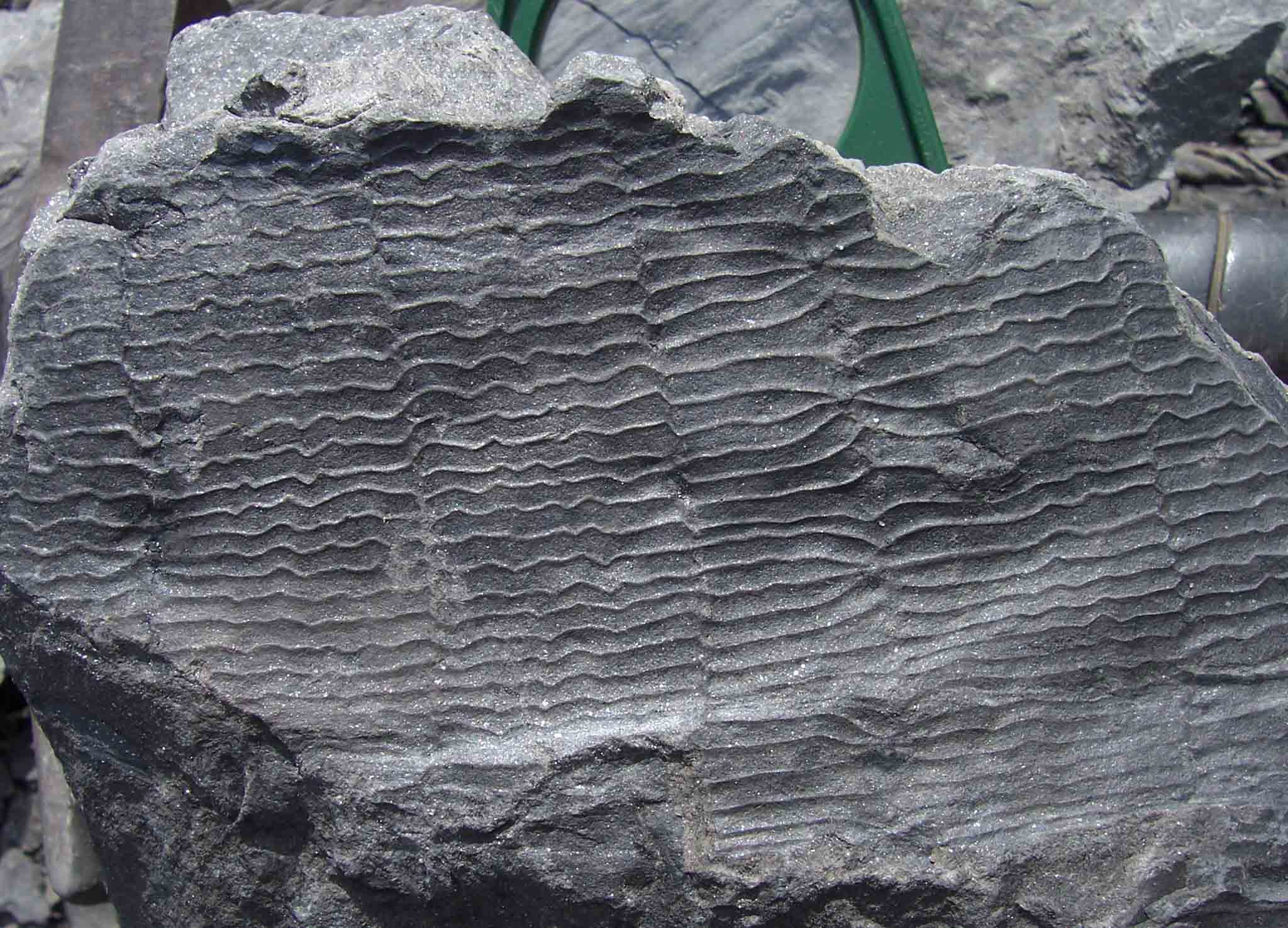 Calamostachys Cones And Other Plants - Fossil Hunting Trips - The ...