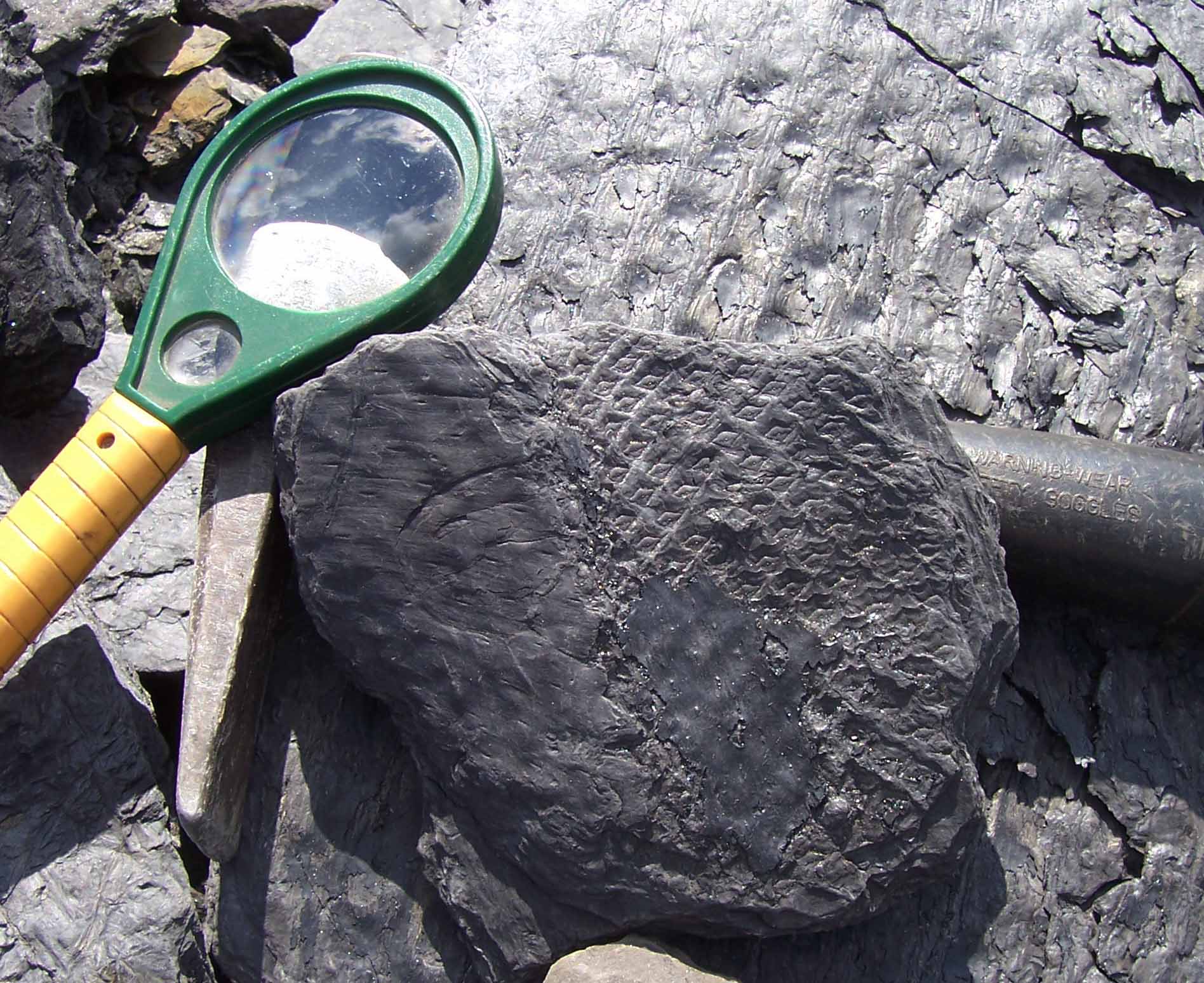 Calamostachys Cones And Other Plants - Fossil Hunting Trips - The ...