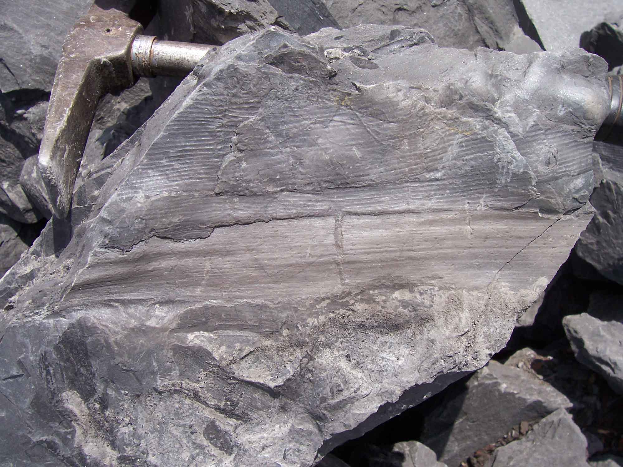 Calamostachys Cones And Other Plants - Fossil Hunting Trips - The ...