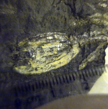 Several Fern Seeds From St. Clair - Incl. Attached Aleth. Seed - Fossil ...