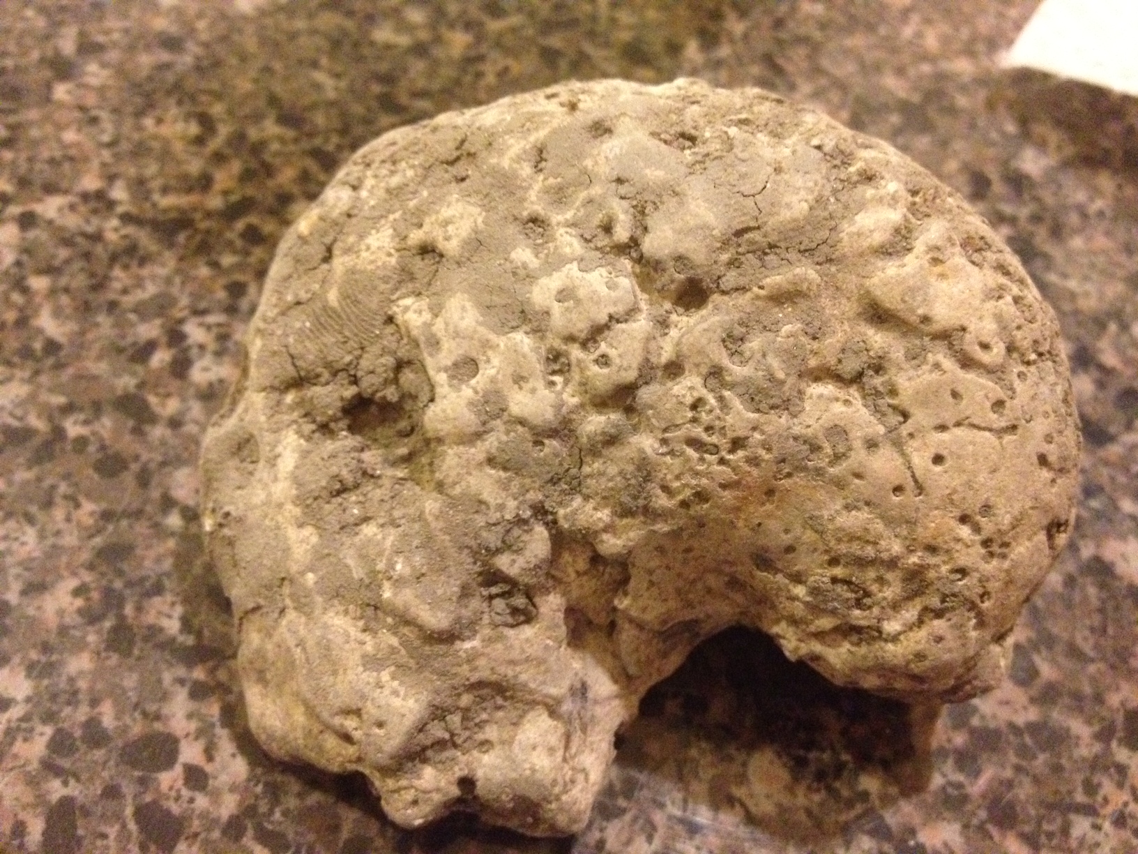 Fossil Prep Tools - General Fossil Discussion - The Fossil Forum