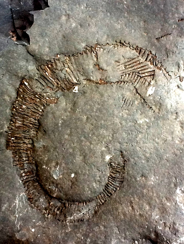 My First Fossil : ) - Fossil ID - The Fossil Forum