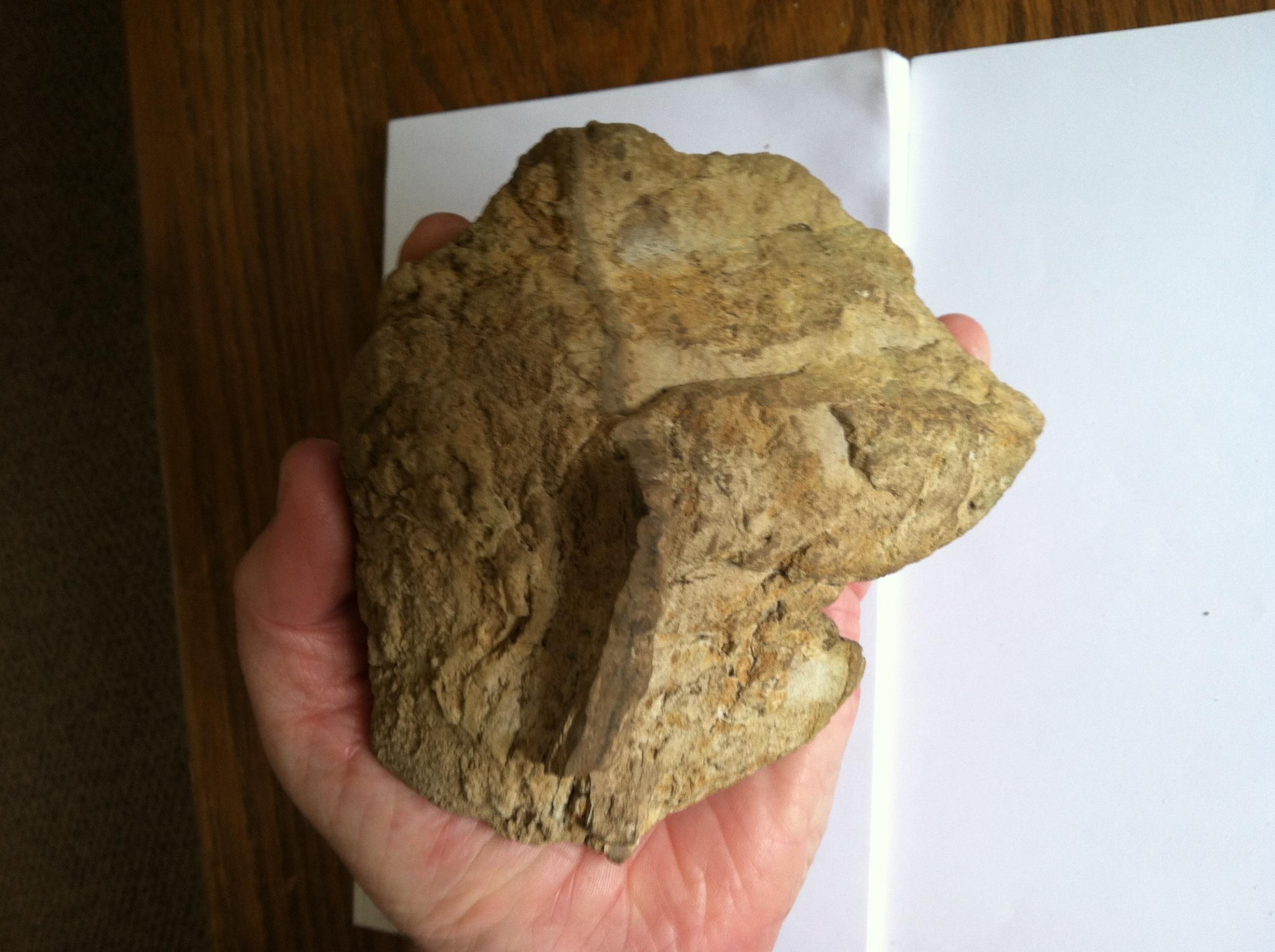 Help With Possible Tooth - Fossil ID - The Fossil Forum