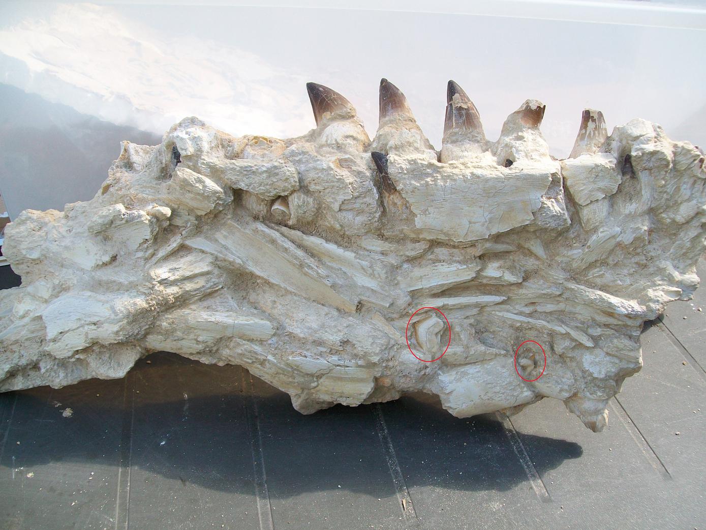 Let's See Your Fossils With Bite/predation Marks - Member Collections ...