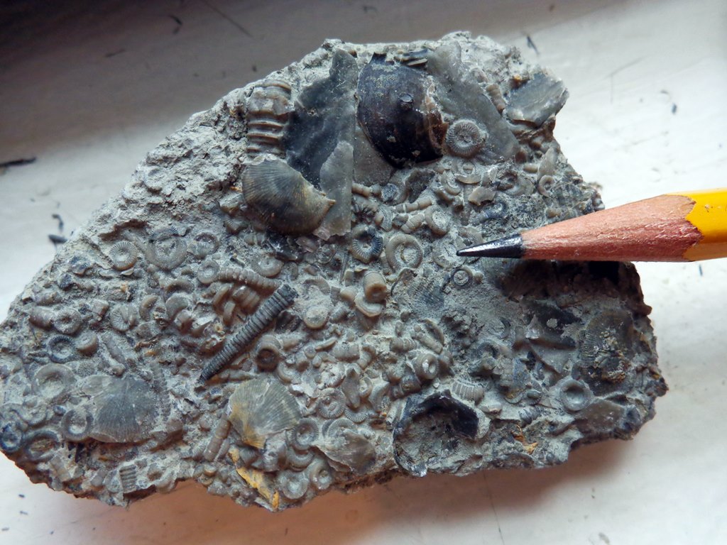 Arkona Trip - Questions & Answers - The Fossil Forum