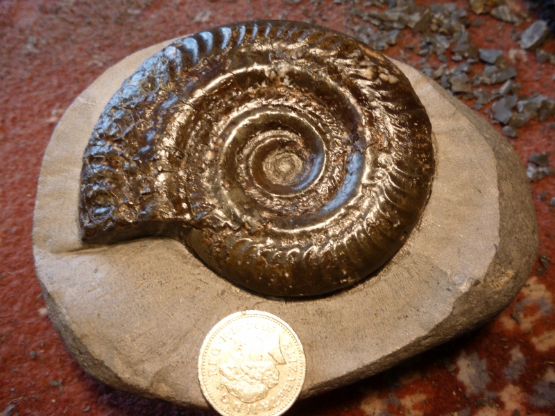 I Got A Camera For My Birthday - Member Collections - The Fossil Forum