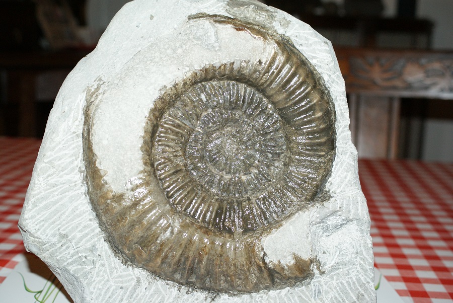 Inspired - Fossil Preparation - The Fossil Forum
