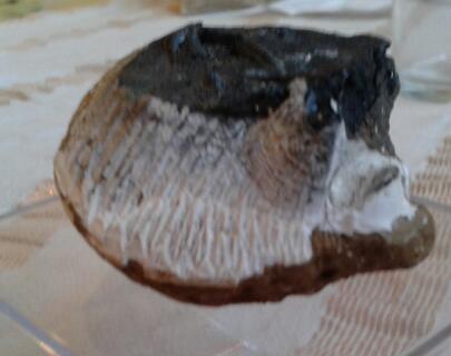 Lopha? - Fossil ID - The Fossil Forum