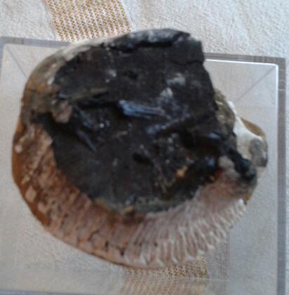 Lopha? - Fossil ID - The Fossil Forum