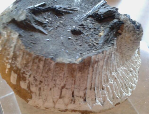 Lopha? - Fossil ID - The Fossil Forum