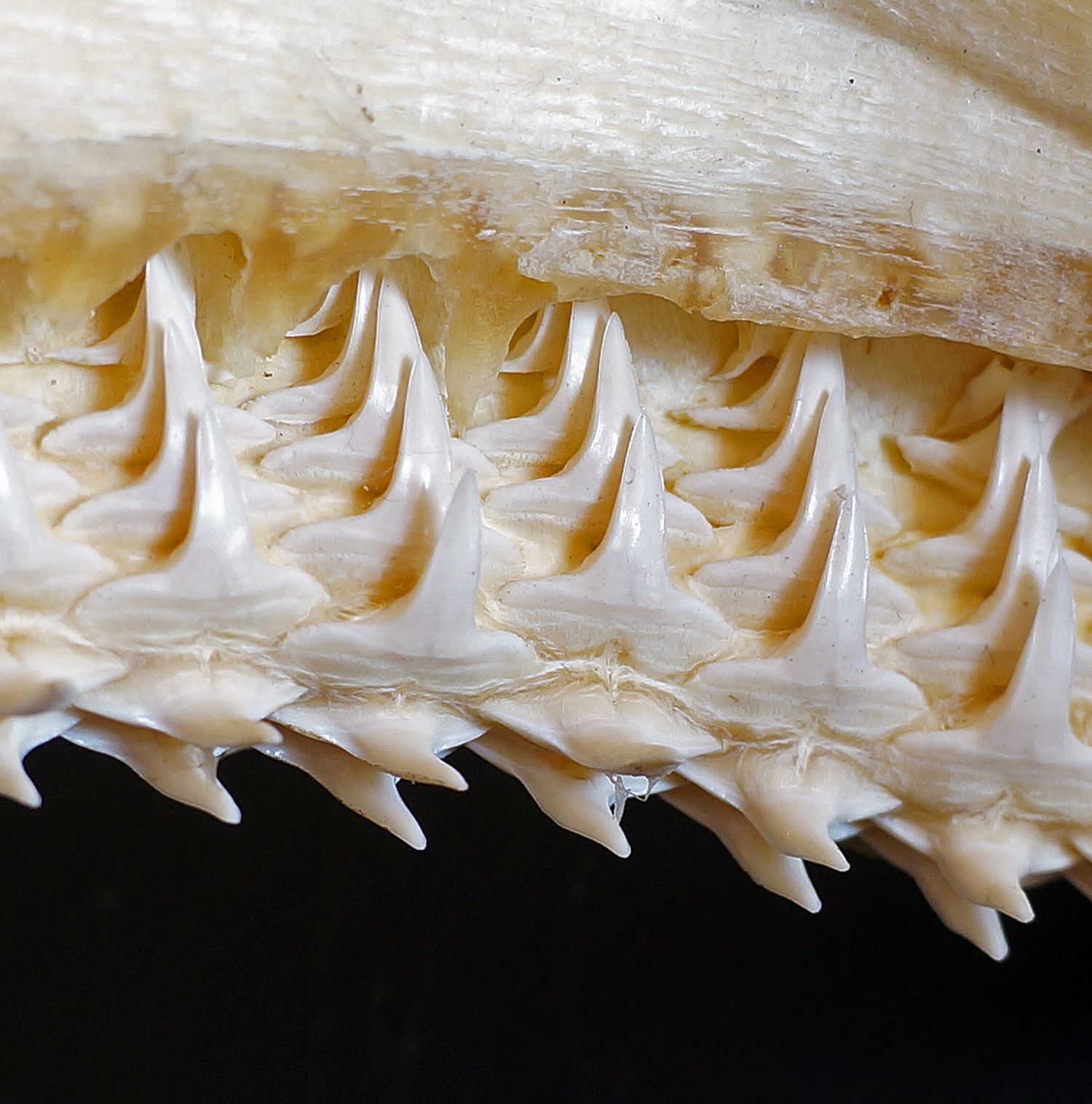 Let Me See Your Recent Selachian Jaws ! - General Fossil Discussion ...