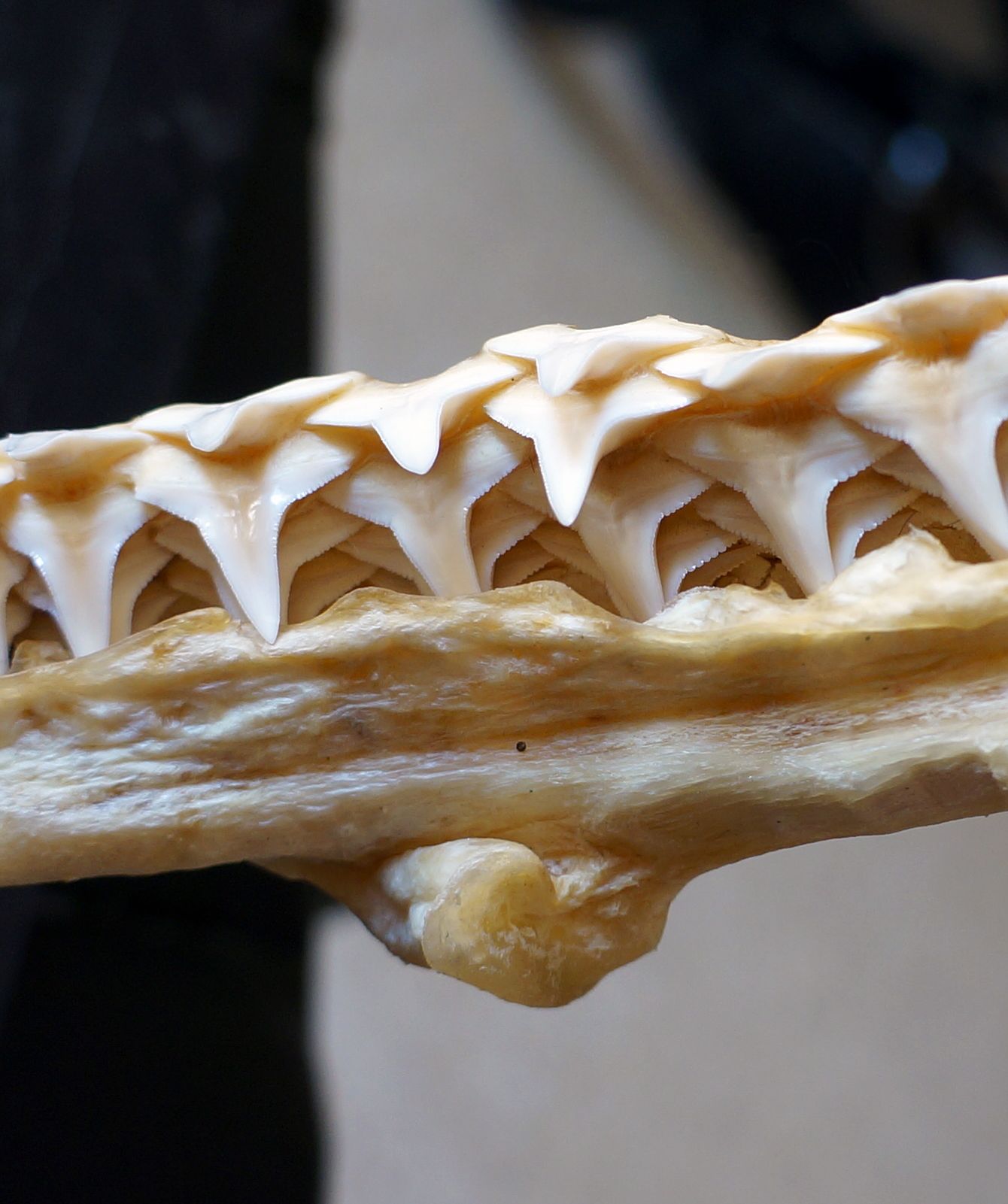 Let Me See Your Recent Selachian Jaws ! - General Fossil Discussion ...
