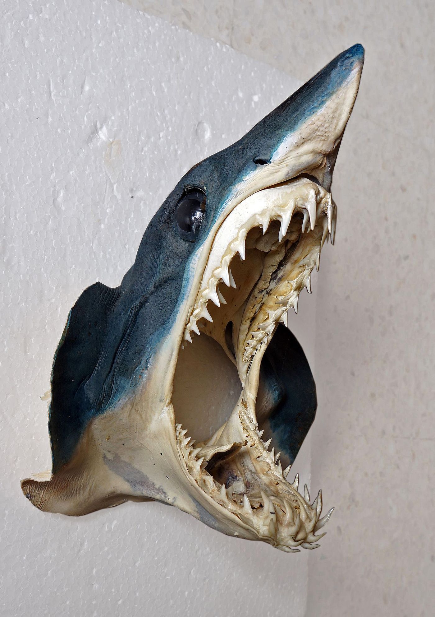 Let Me See Your Recent Selachian Jaws ! - General Fossil Discussion ...