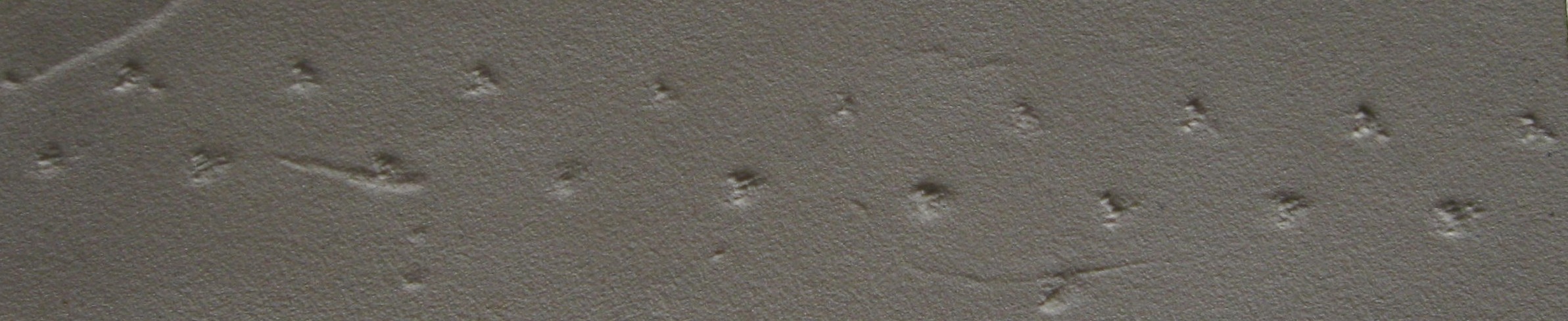 Snake-Like Fossil - Fossil ID - The Fossil Forum
