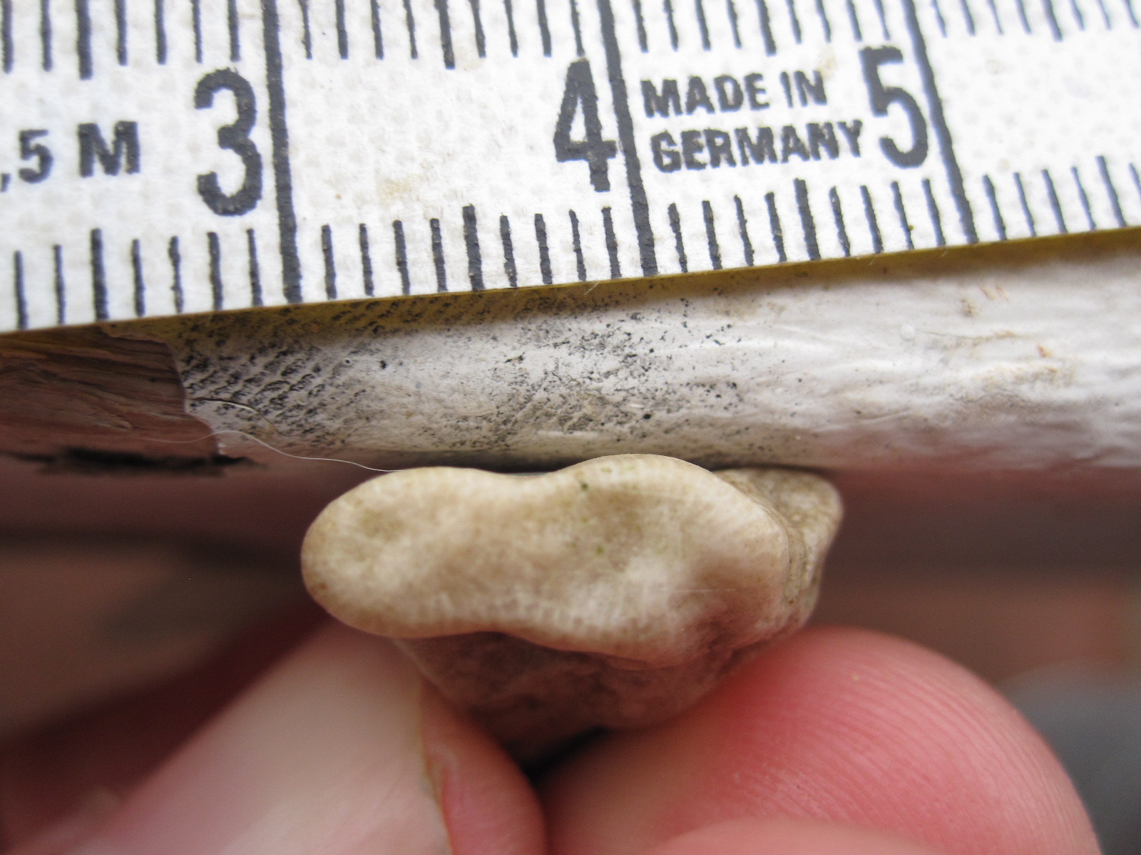 Segmented Fossil... - Fossil ID - The Fossil Forum