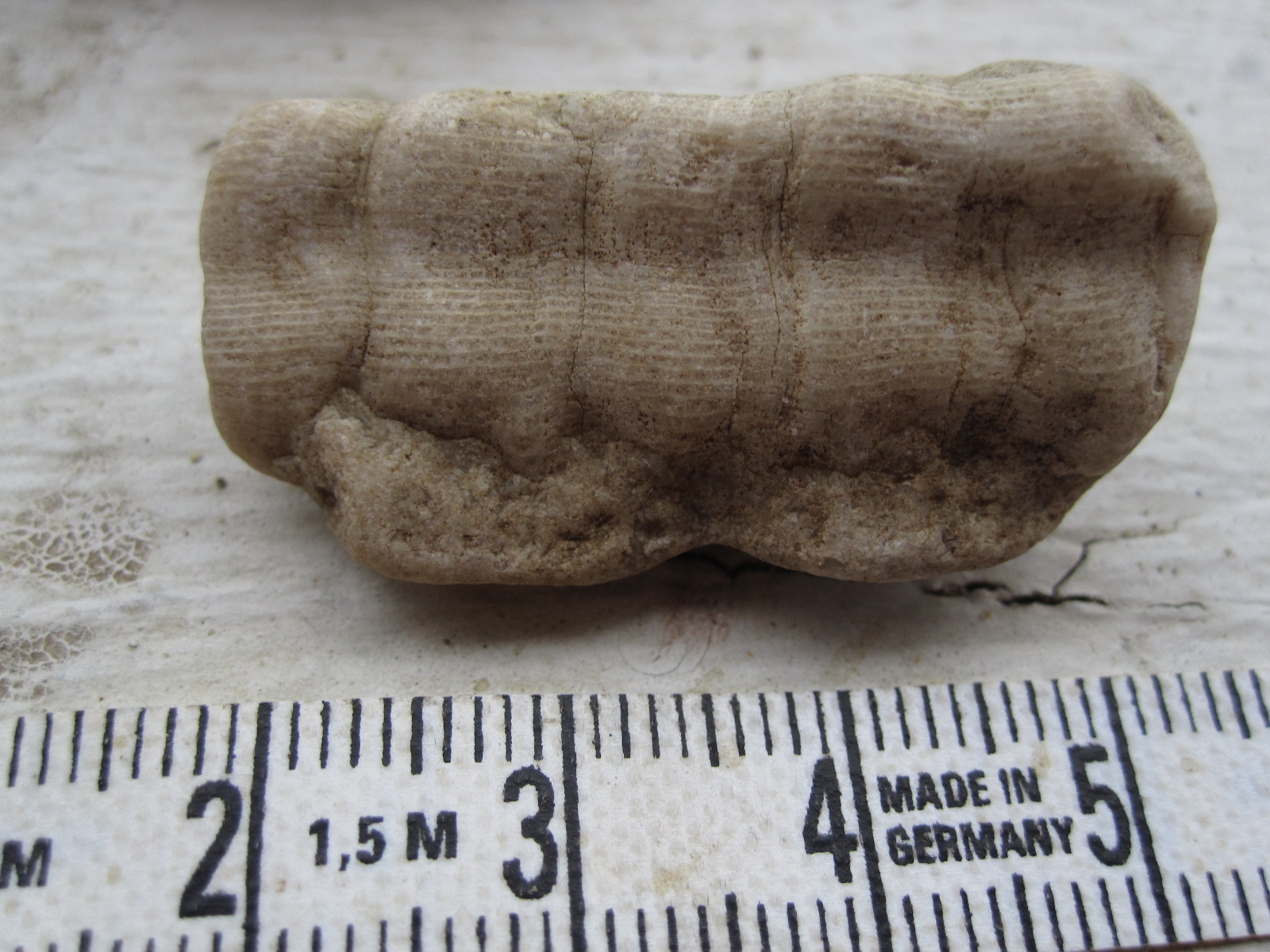 Segmented Fossil... - Fossil ID - The Fossil Forum