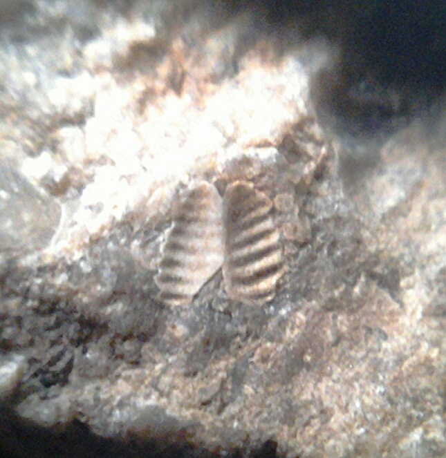Tiny Trilobite Impression? - Fossil ID - The Fossil Forum