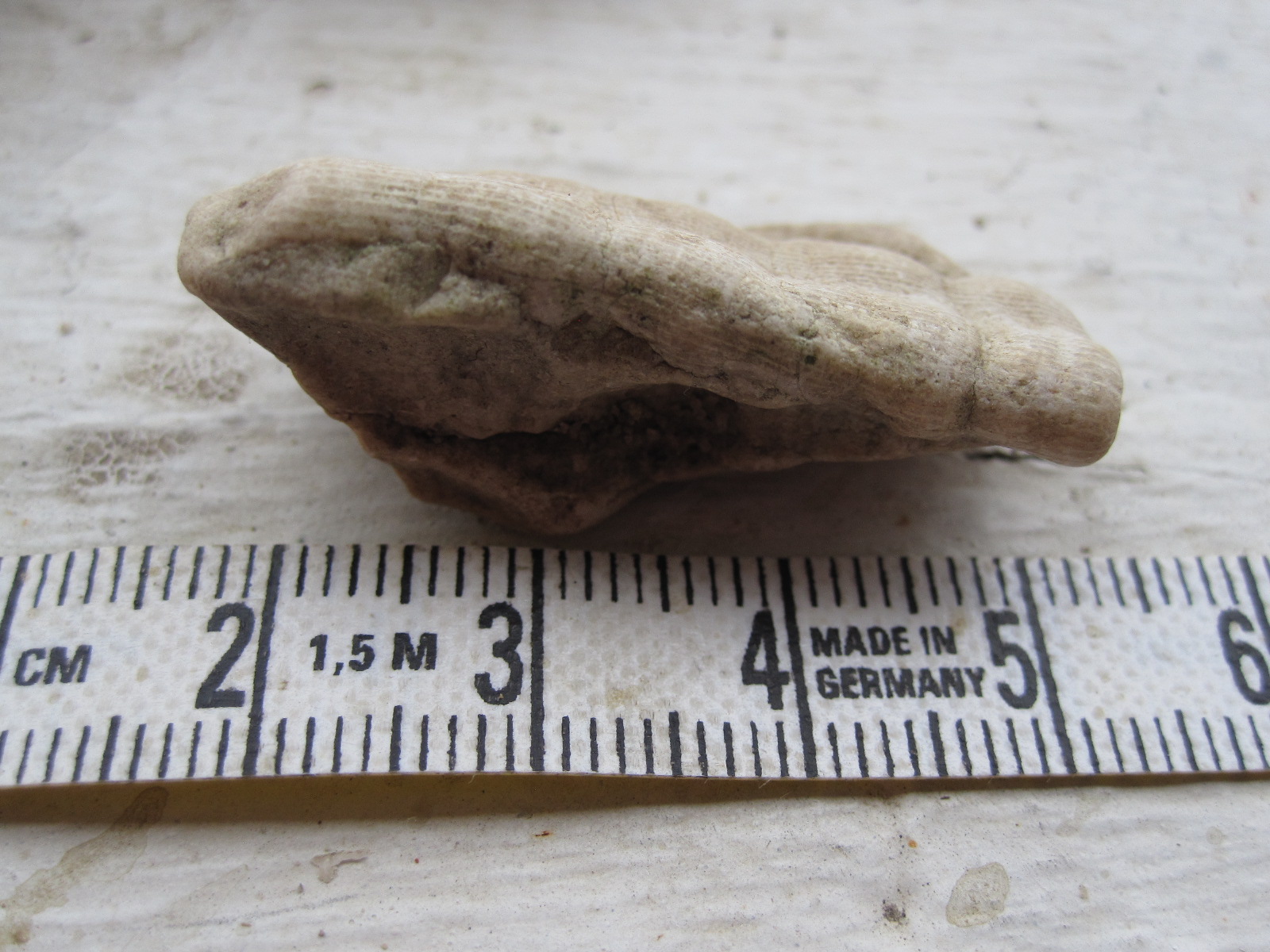 Segmented Fossil... - Fossil ID - The Fossil Forum