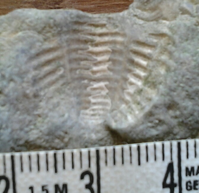 Tiny Trilobite Impression? - Fossil ID - The Fossil Forum