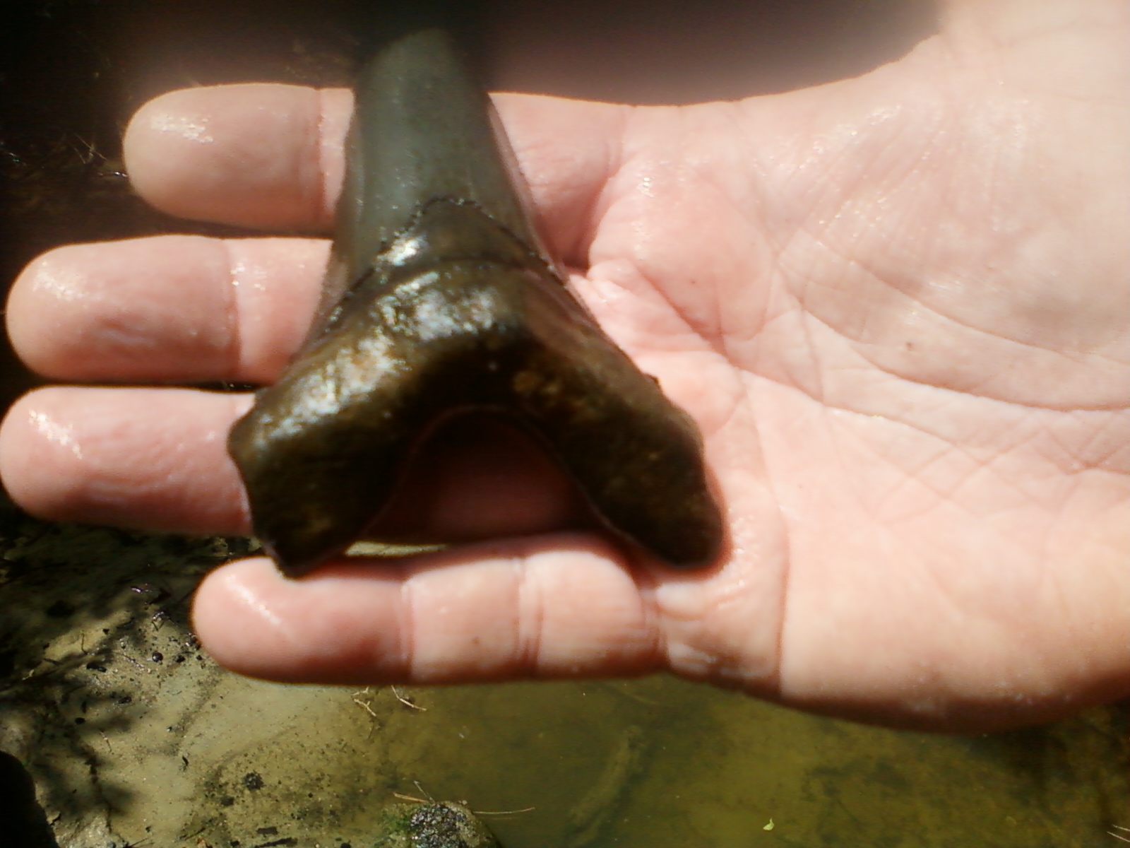 Edisto River Fossil Fest - Fossil Hunting Trips - The Fossil Forum