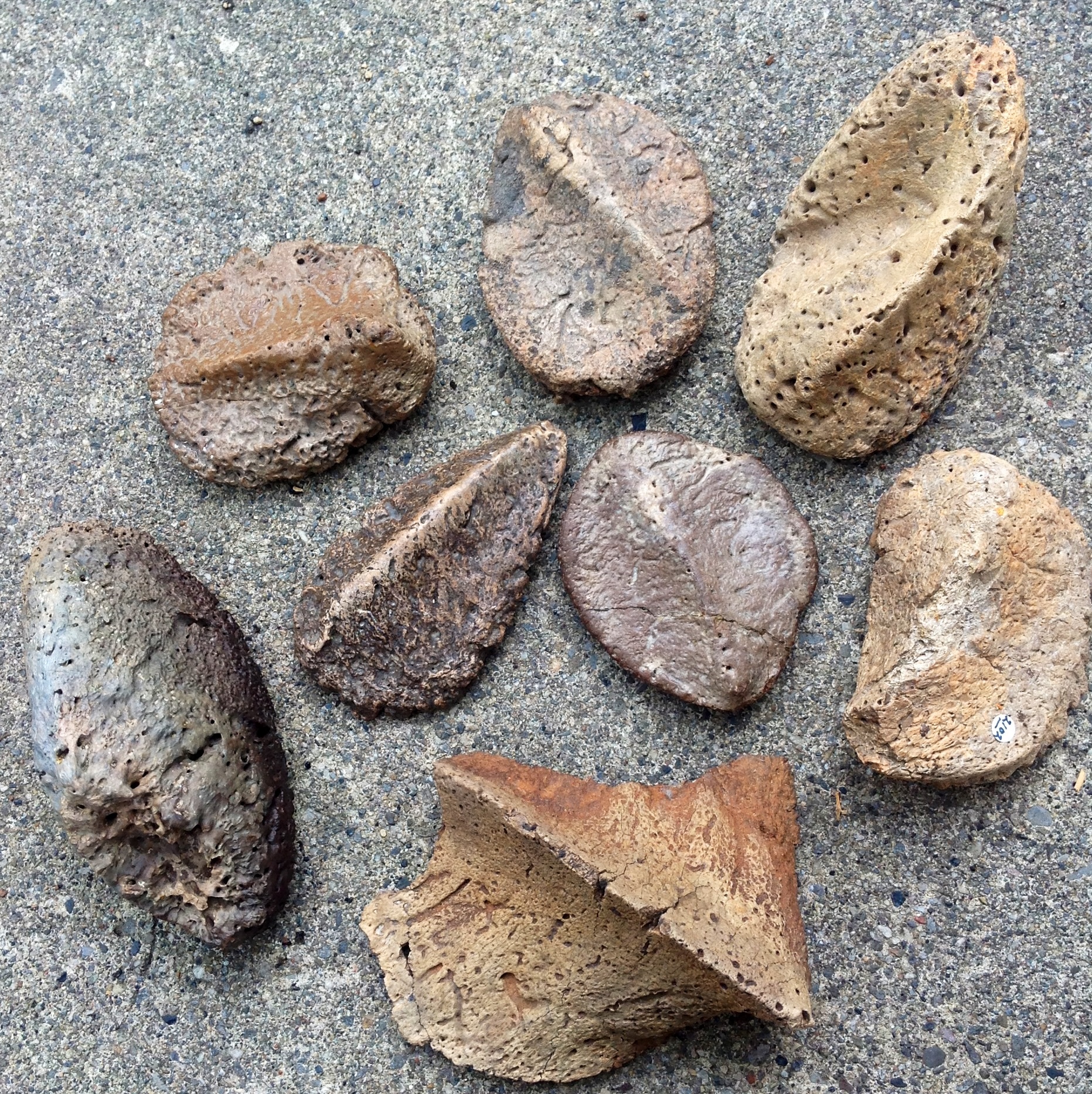 Is This Ankylosaurus/nodosaurus Dorsal Armor? - Fossil ID - The Fossil ...