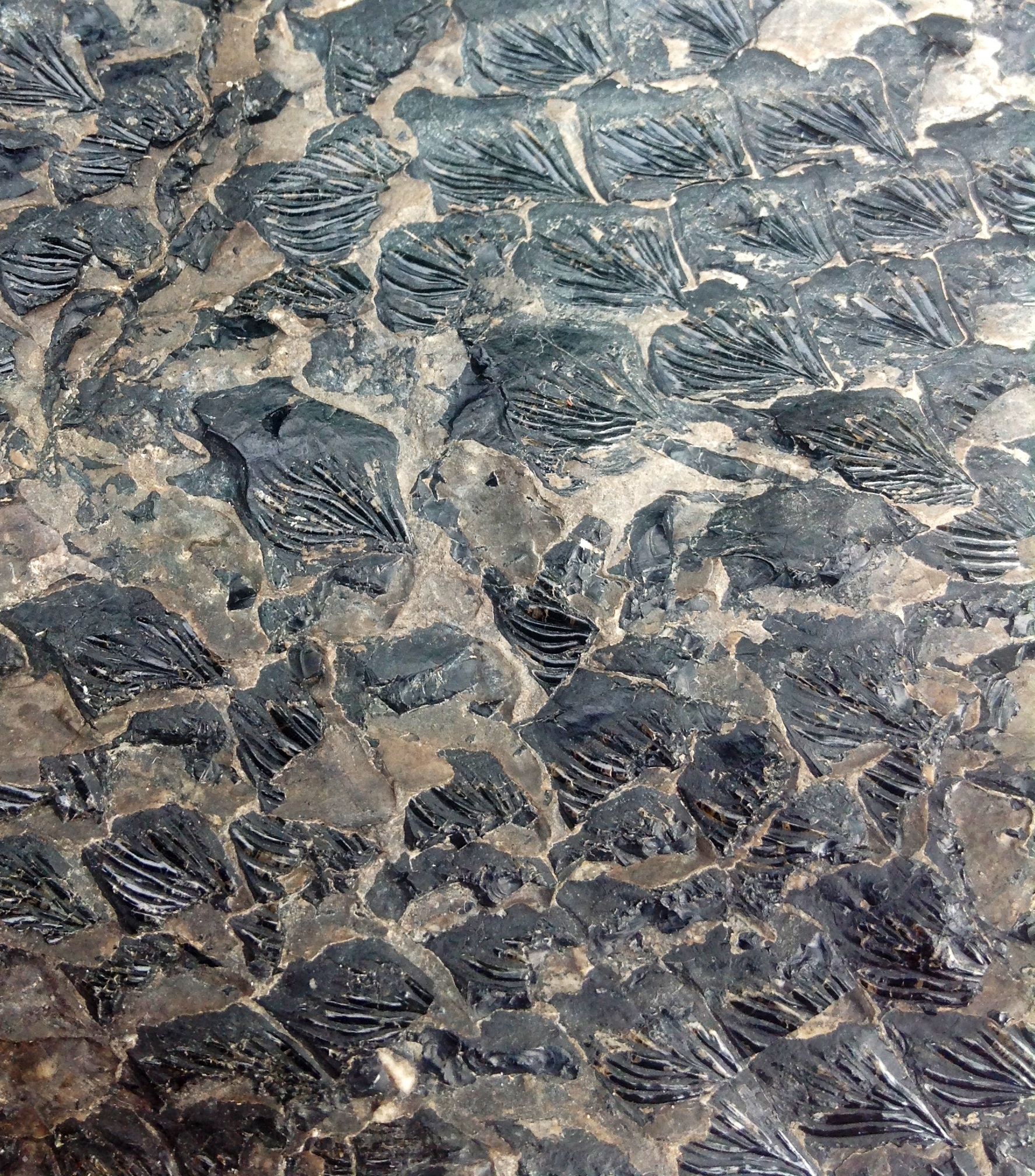 Devonian Fishscales? - Fossil ID - The Fossil Forum