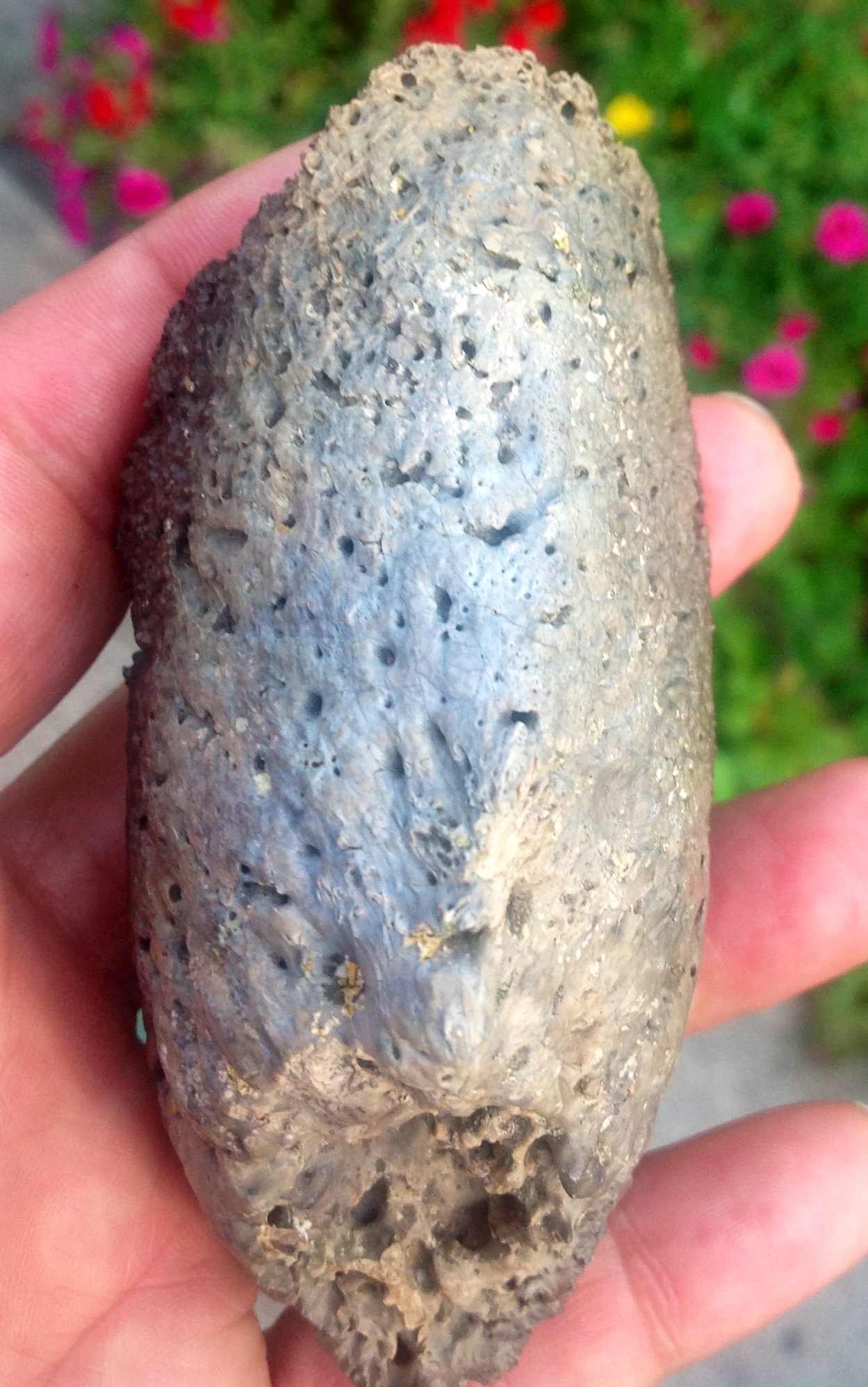 Let's See Your Fossils With Bite/predation Marks - Member Collections ...