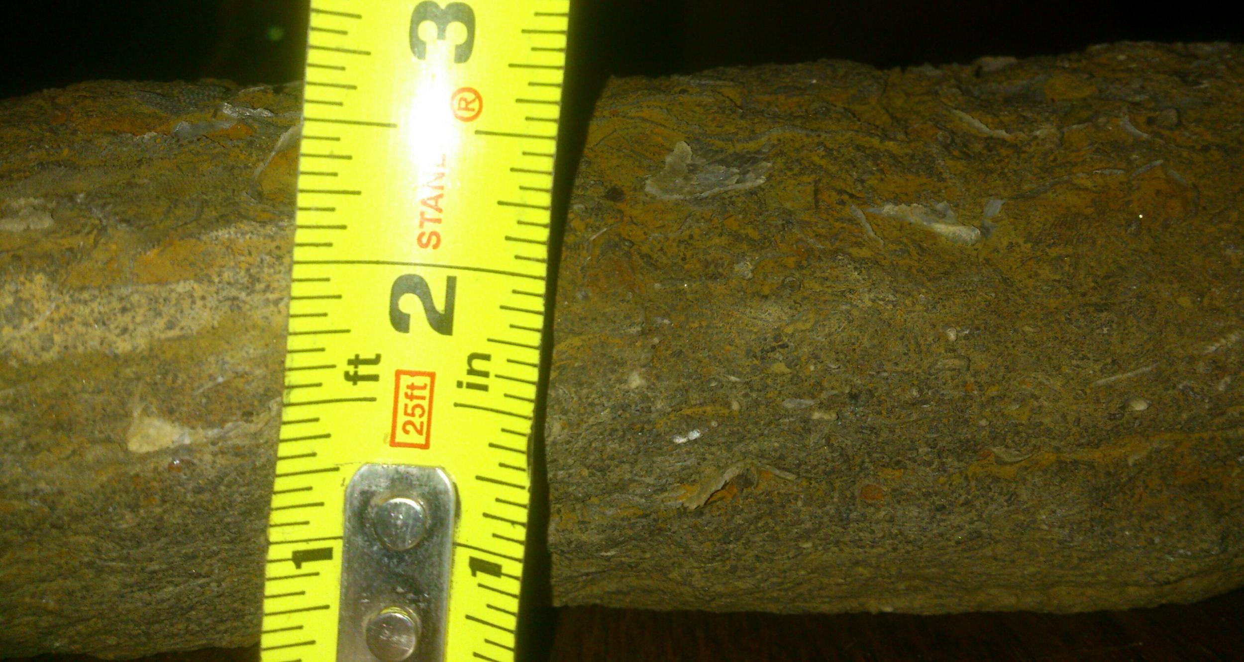 Cluster Of Animals Found In The Tennessee Mountains - Fossil ID - The ...