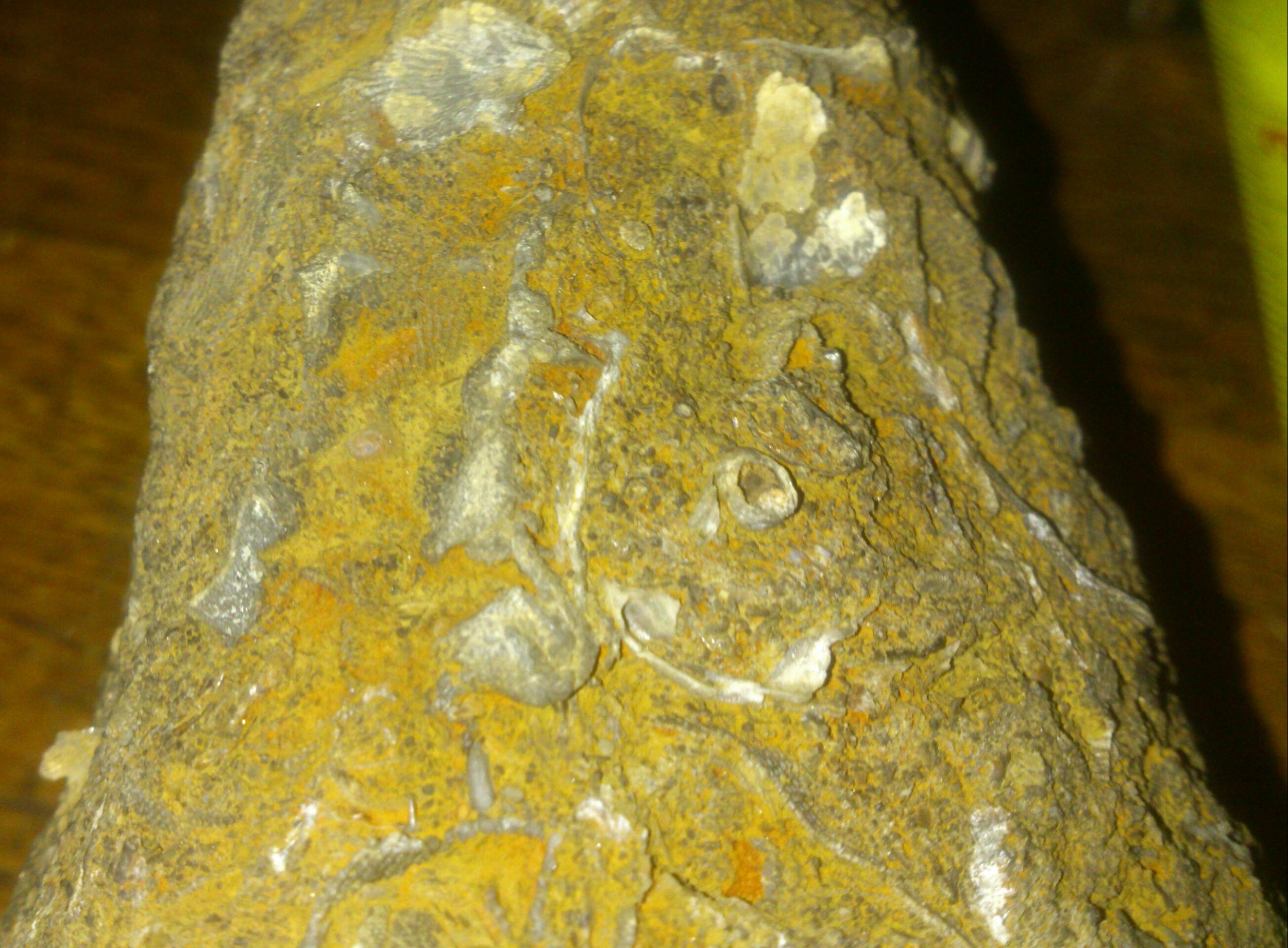 Cluster Of Animals Found In The Tennessee Mountains - Fossil ID - The ...
