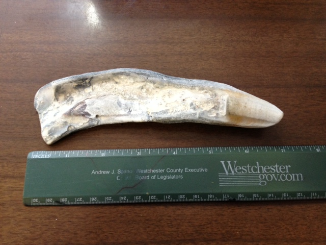 Tooth Identification - Fossil ID - The Fossil Forum