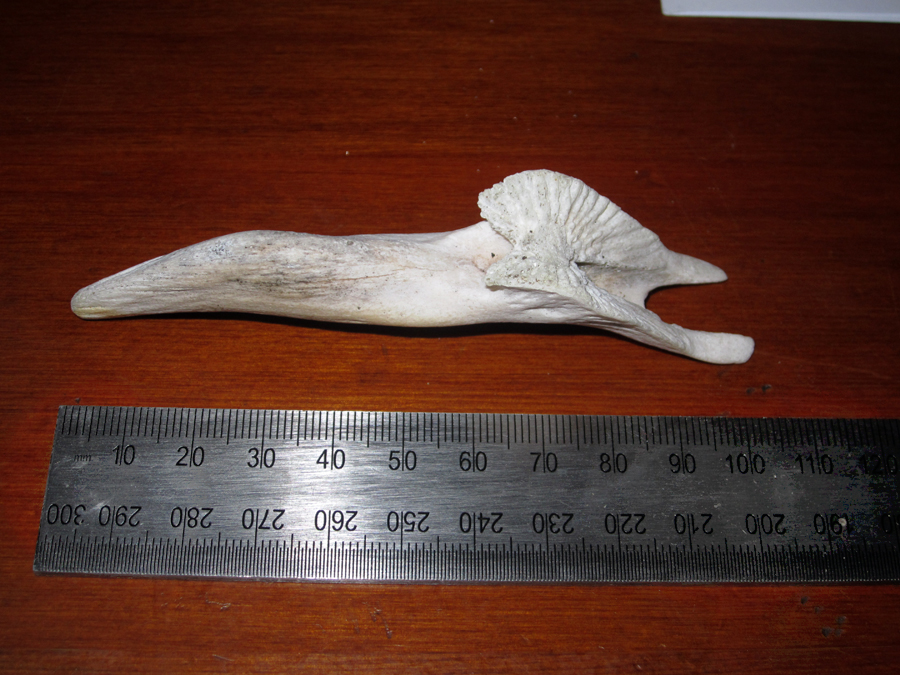 Id For Tooth/claw Found On New Zealand Beach - Fossil ID - The Fossil Forum