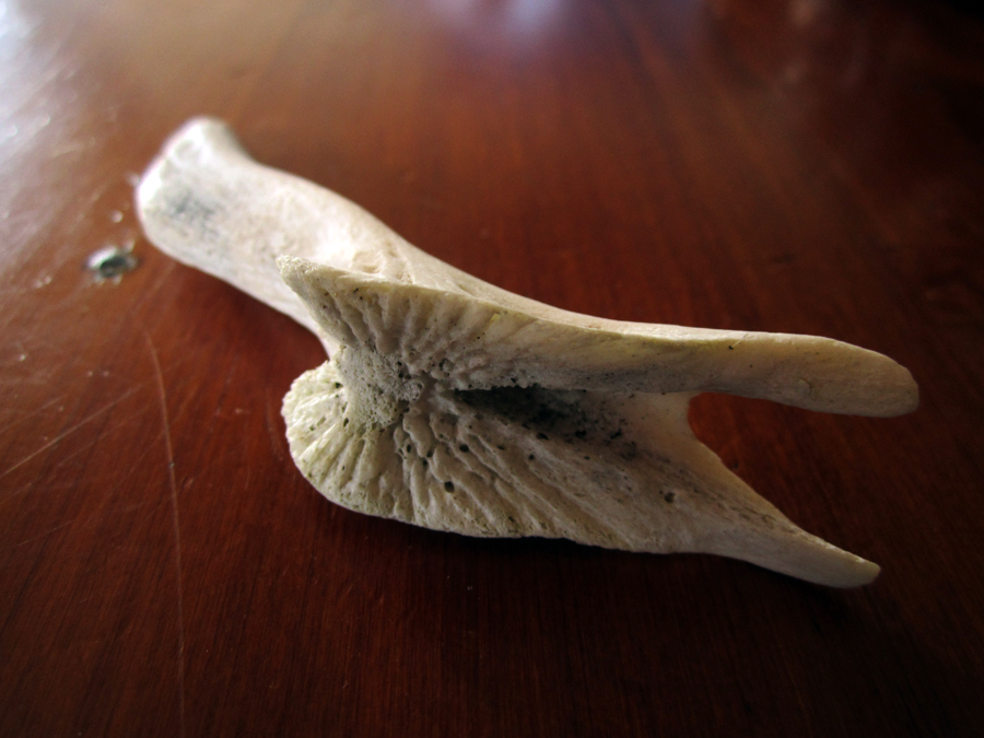 Id For Tooth/claw Found On New Zealand Beach - Fossil ID - The Fossil Forum